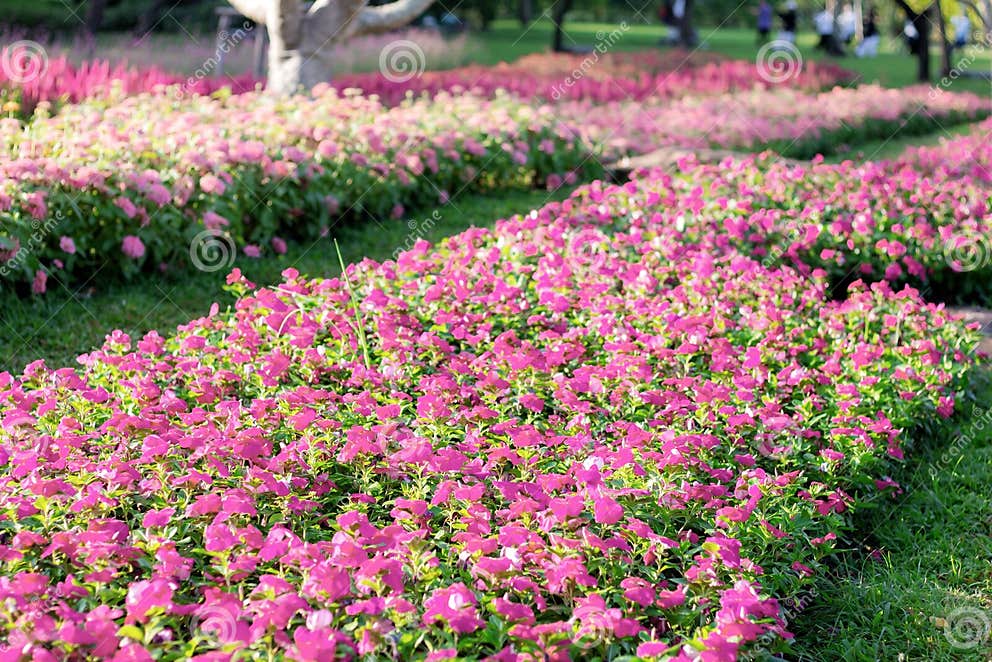 Pink flower on plot stock image. Image of flora, flower - 133334287