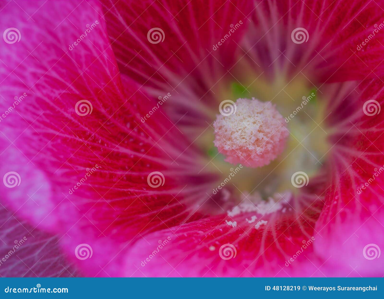 Pink flower pollen. stock image. Image of still, yellow - 48128219