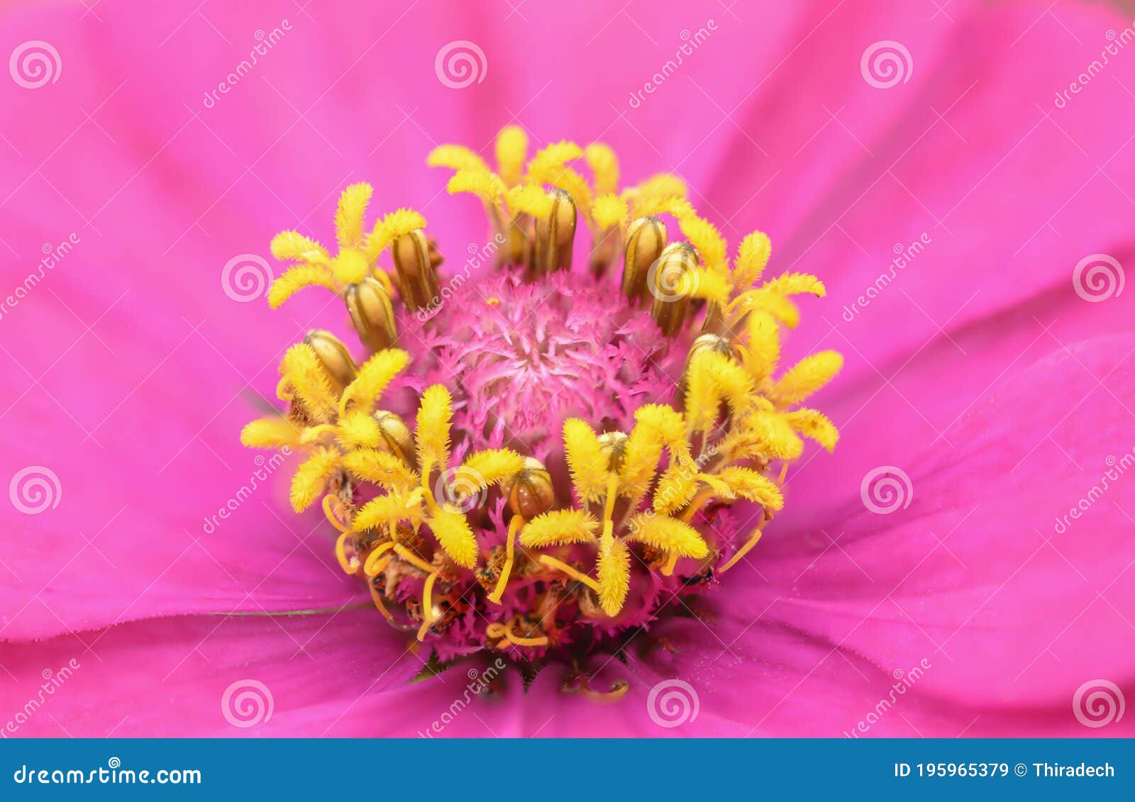 Pink Flower Pollen in Nature Stock Image - Image of pink, plant: 195965379