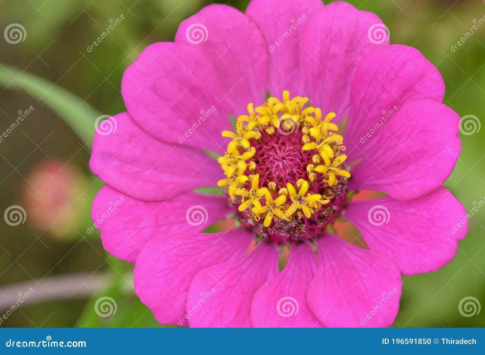 Pink Flower Pollen in Nature Stock Photo - Image of background, nature ...