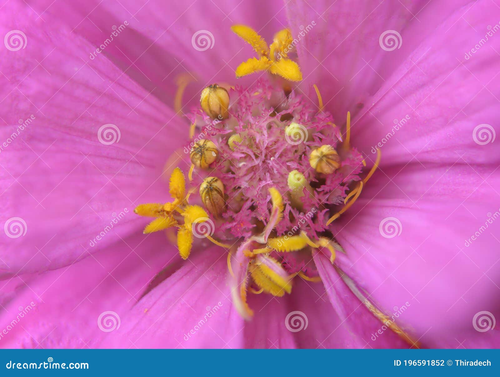 Pink Flower Pollen in Nature Stock Photo - Image of plant, flower ...