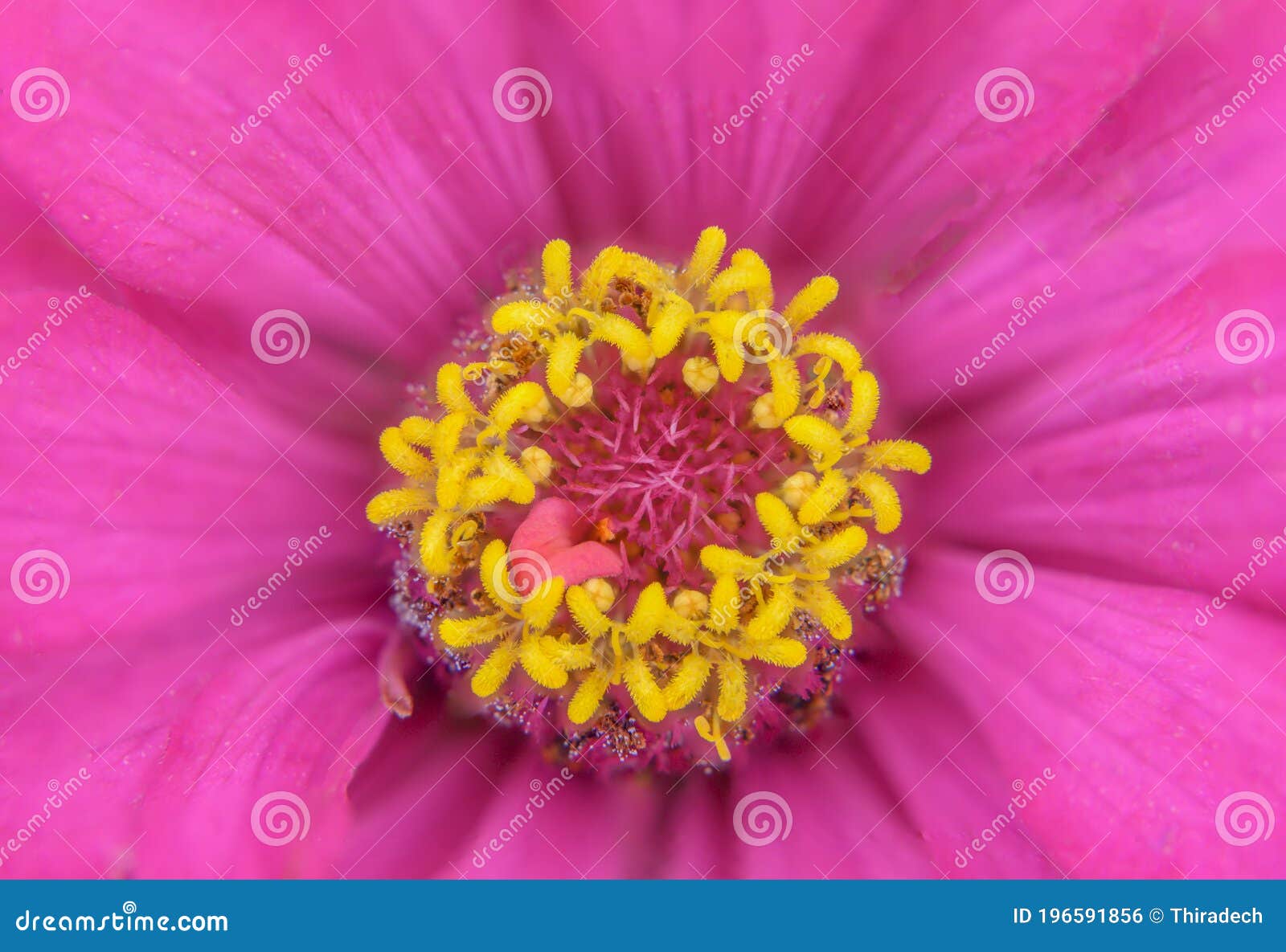 Pink Flower Pollen in Nature Stock Photo - Image of purple, pink: 196591856