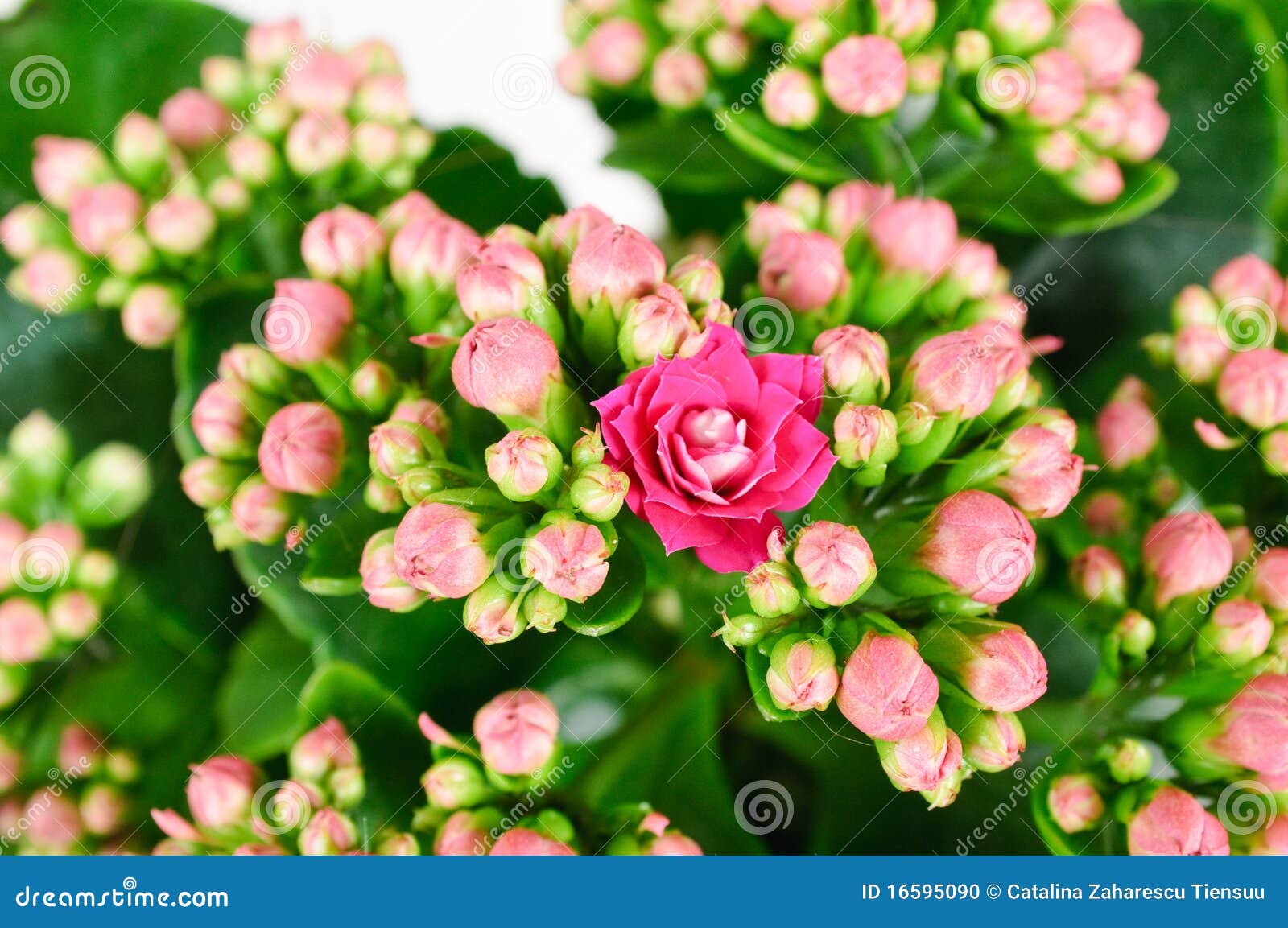 Pink flower in the pot stock photo. Image of kalanchoe - 16595090
