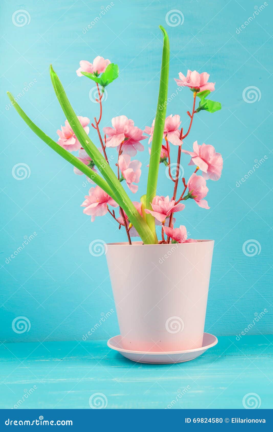 Pink flower in a pot. stock photo. Image of single, blooming - 69824580