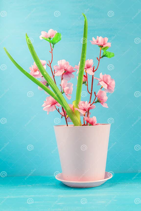 Pink flower in a pot. stock photo. Image of single, blooming - 69824580