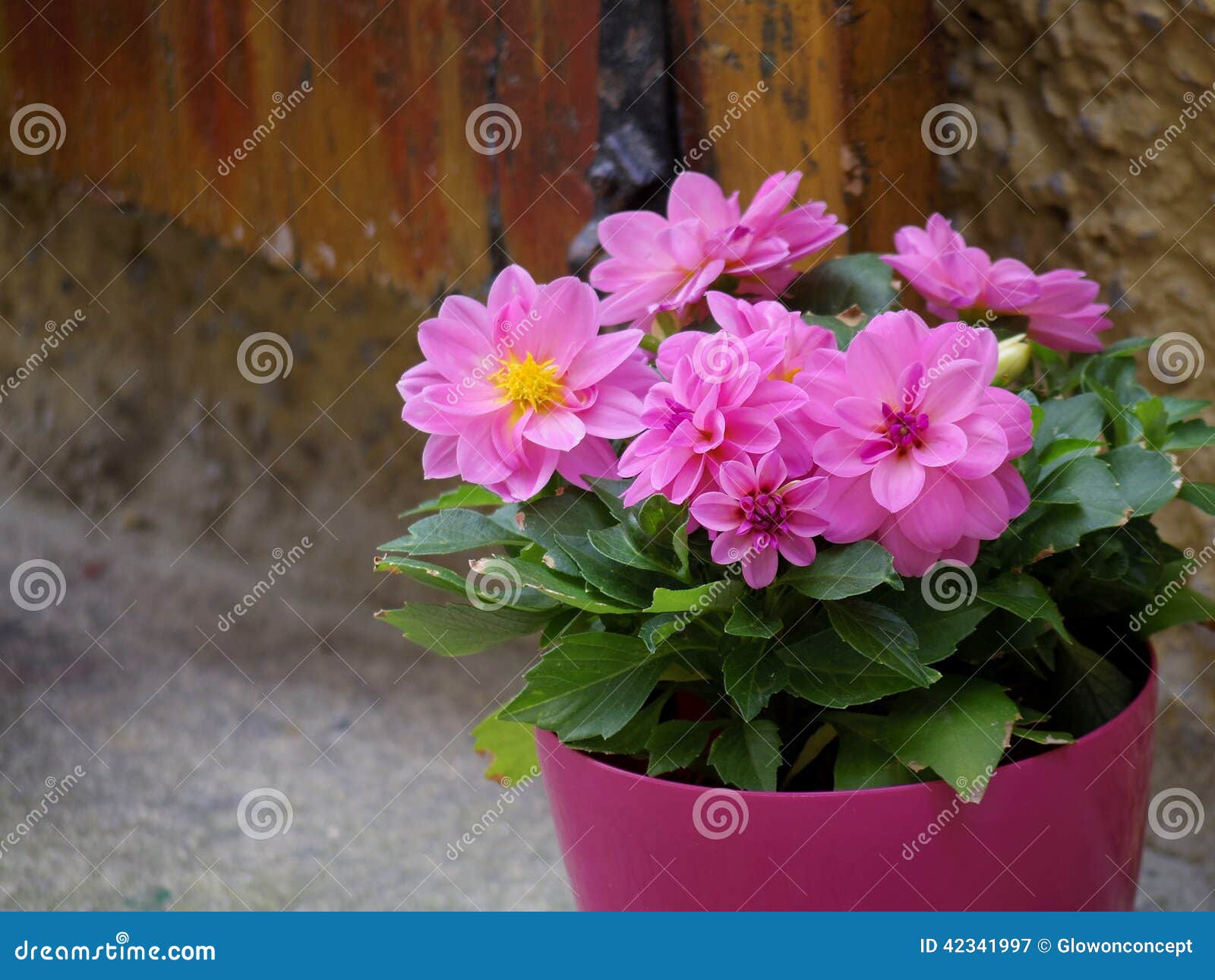 Pink flower pot stock image. Image of green, beautiful - 42341997