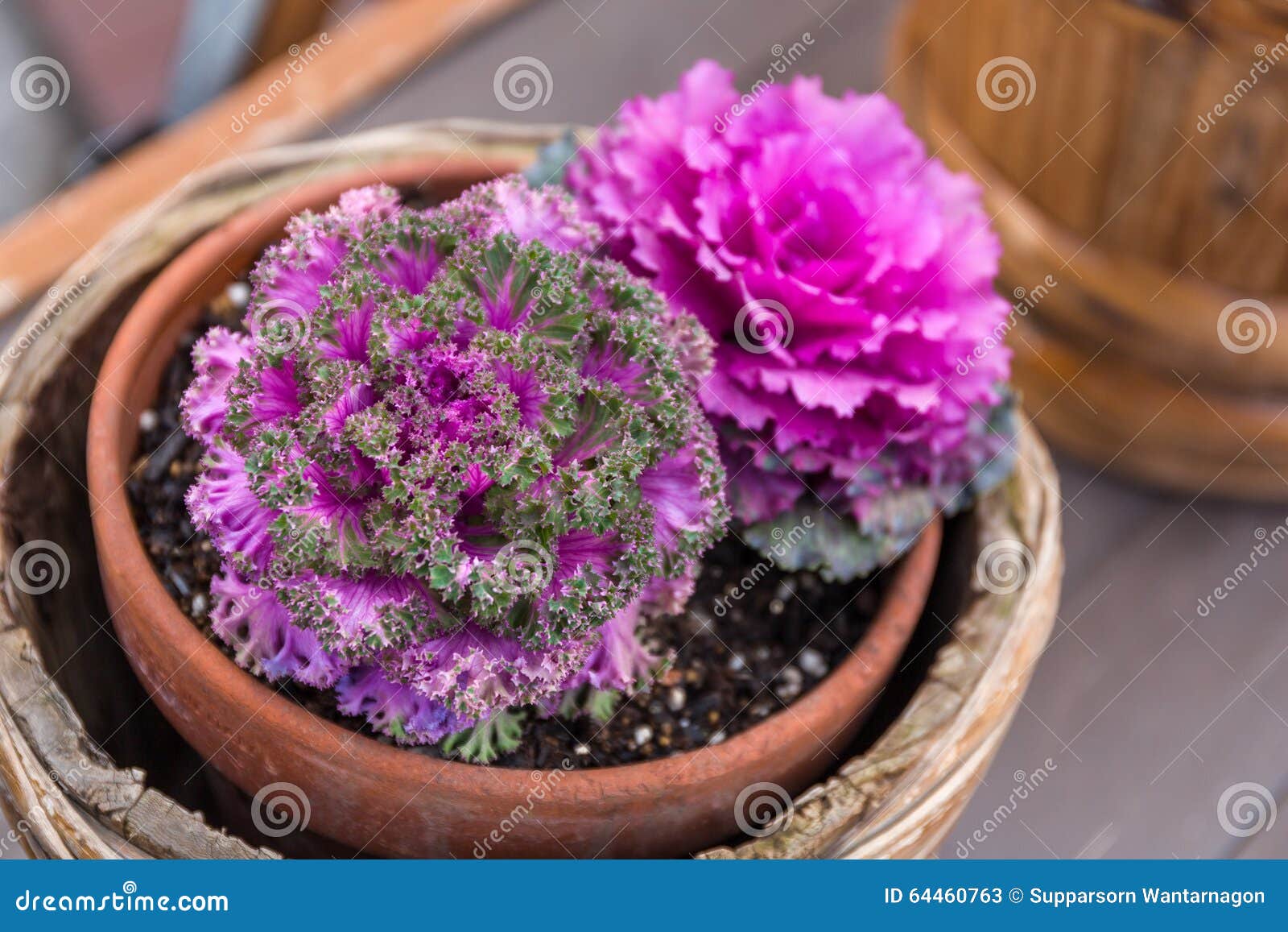 Pink Flower in Pot stock image. Image of bloom, botany - 64460763