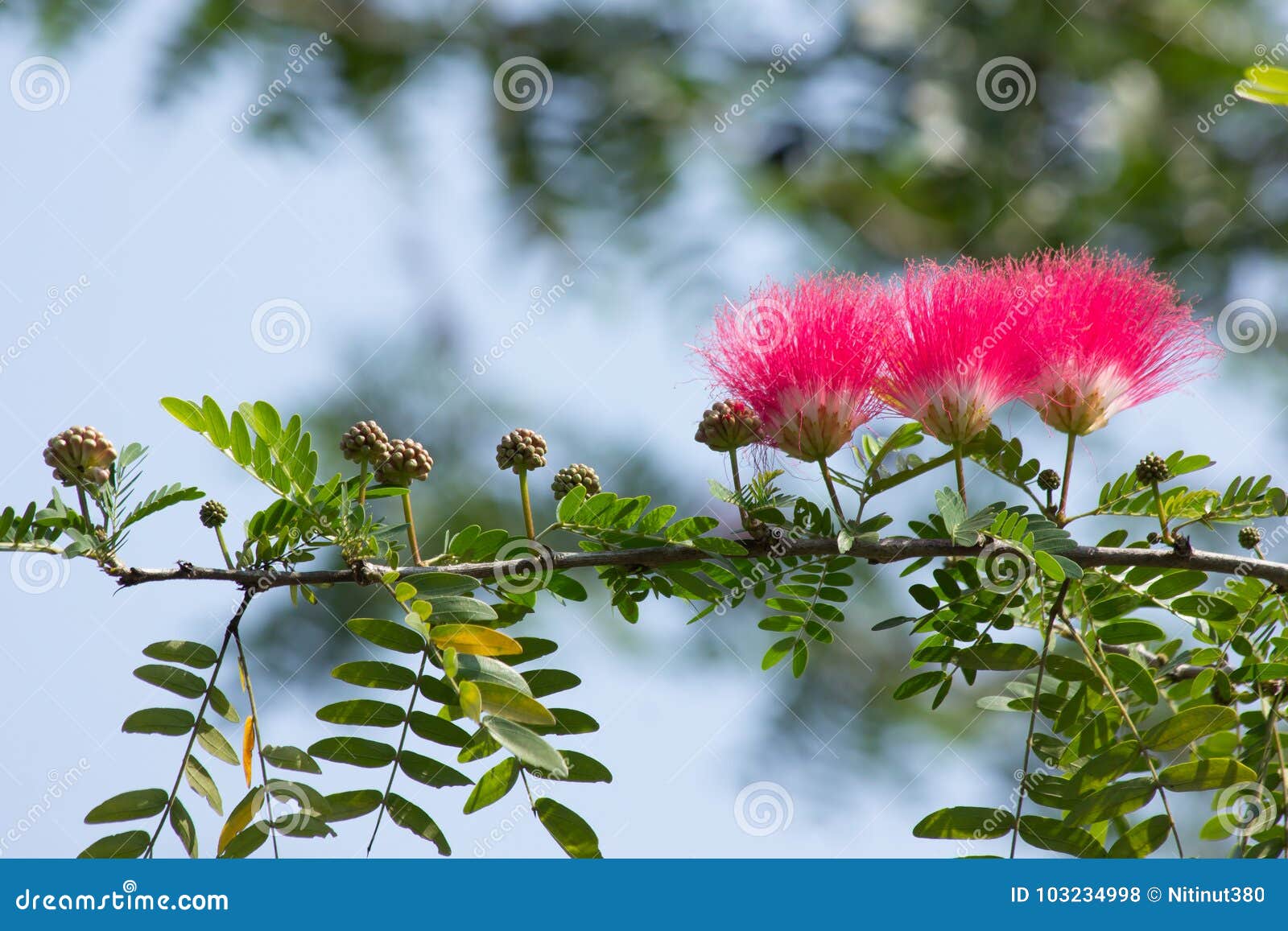 Pink Flower Powder Puff or Head Powder Puff Stock Photo - Image of ...