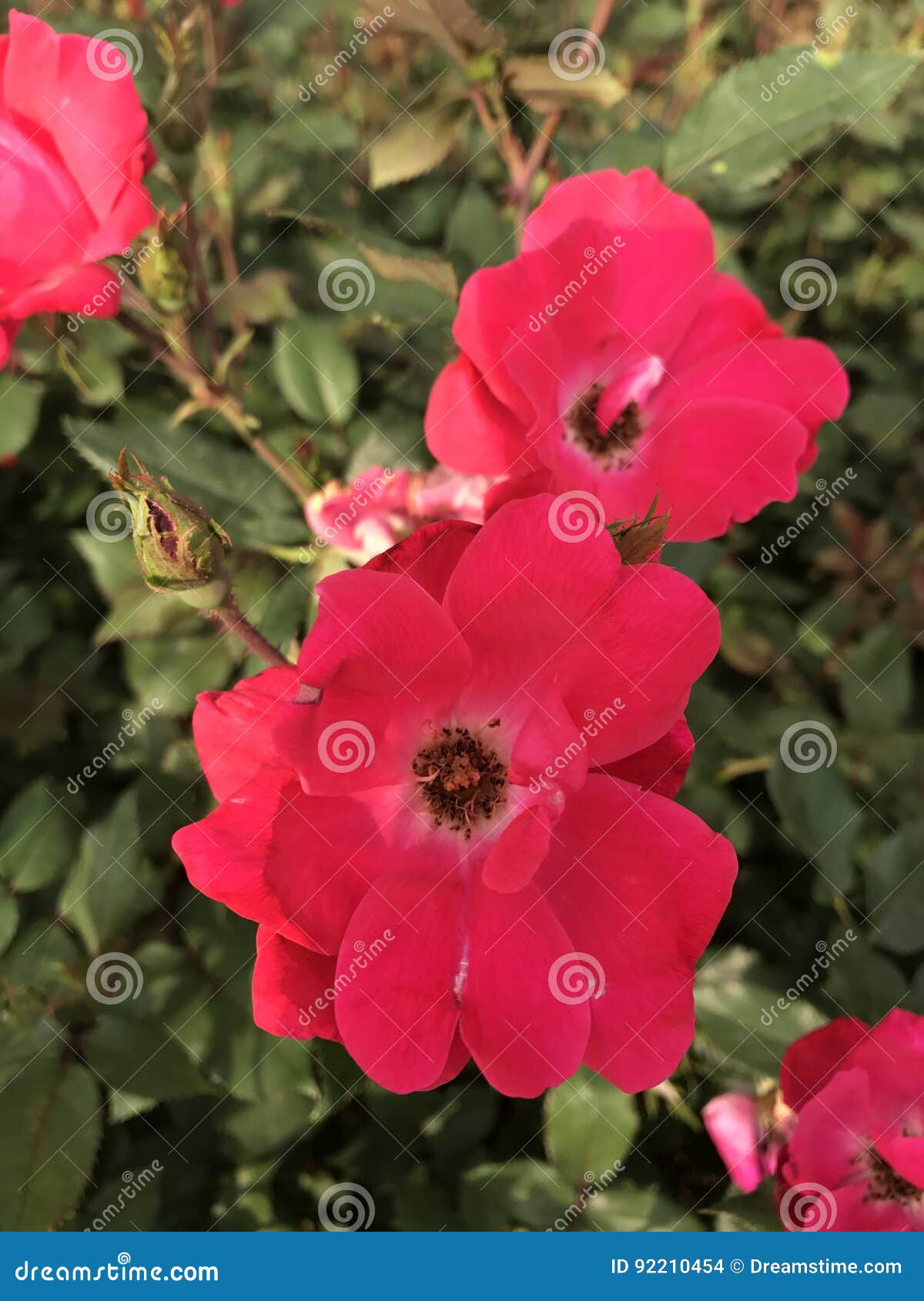 Pink flower stock photo. Image of pink, garden, assortment - 92210454