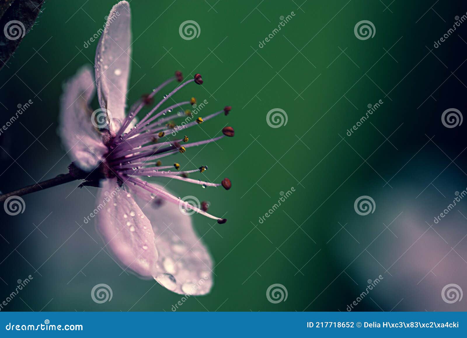 Pink flower in profile stock photo. Image of blossom - 217718652