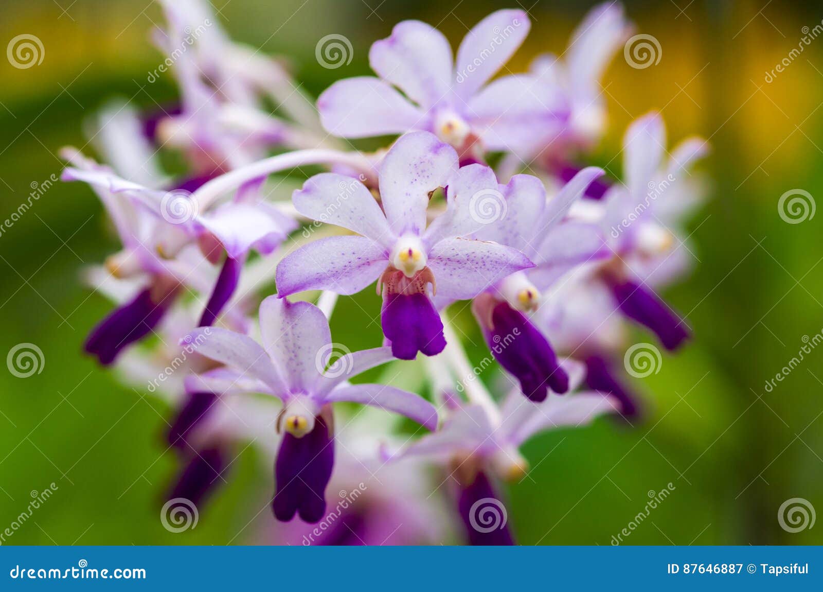 Pink flower stock image. Image of pattern, macro, botany - 87646887