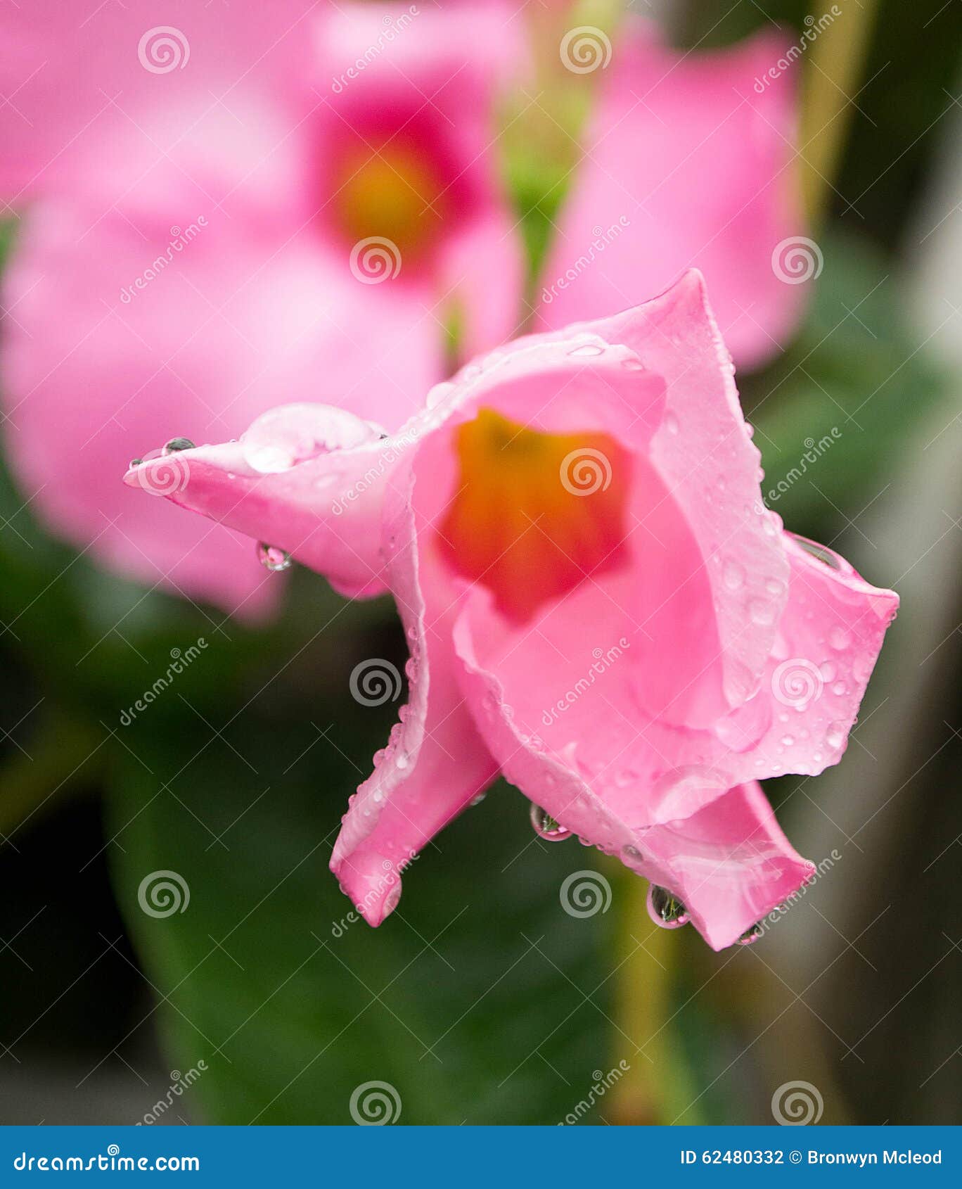 Pink flower after rain stock photo. Image of garden, outdoor - 62480332