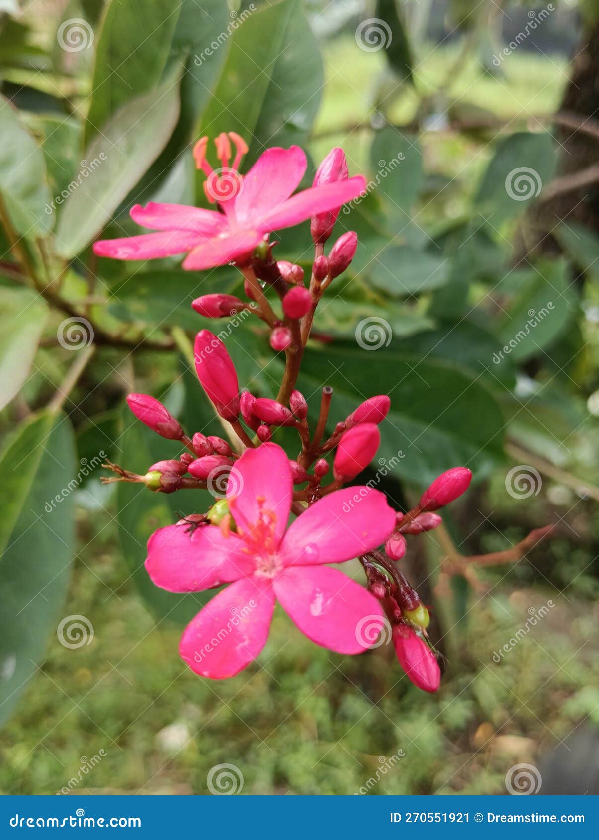 Pink Flower after Rain for the Background Stock Image - Image of ...