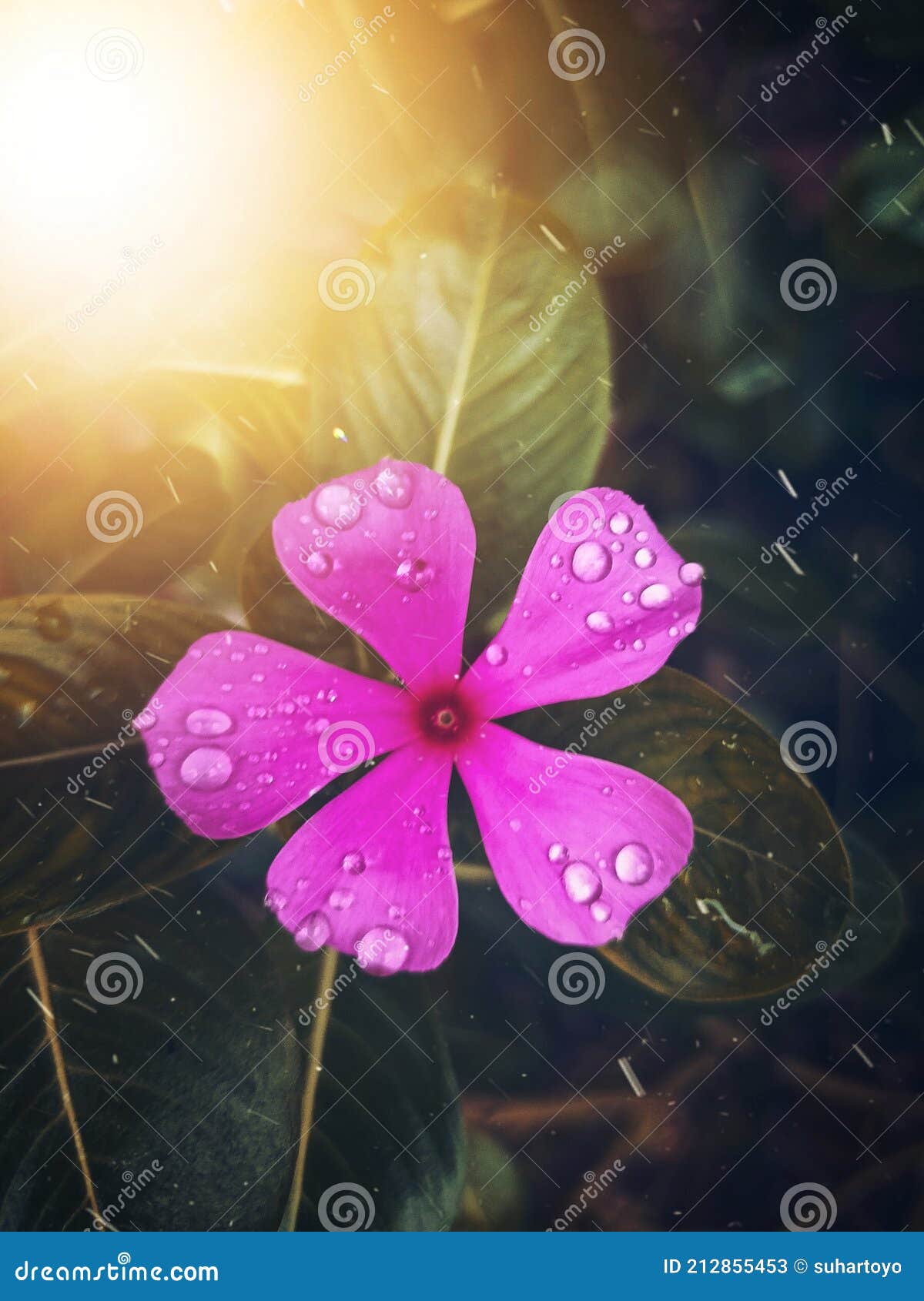 Pink Flower with the Rain Drops Stock Image - Image of pink, rain ...
