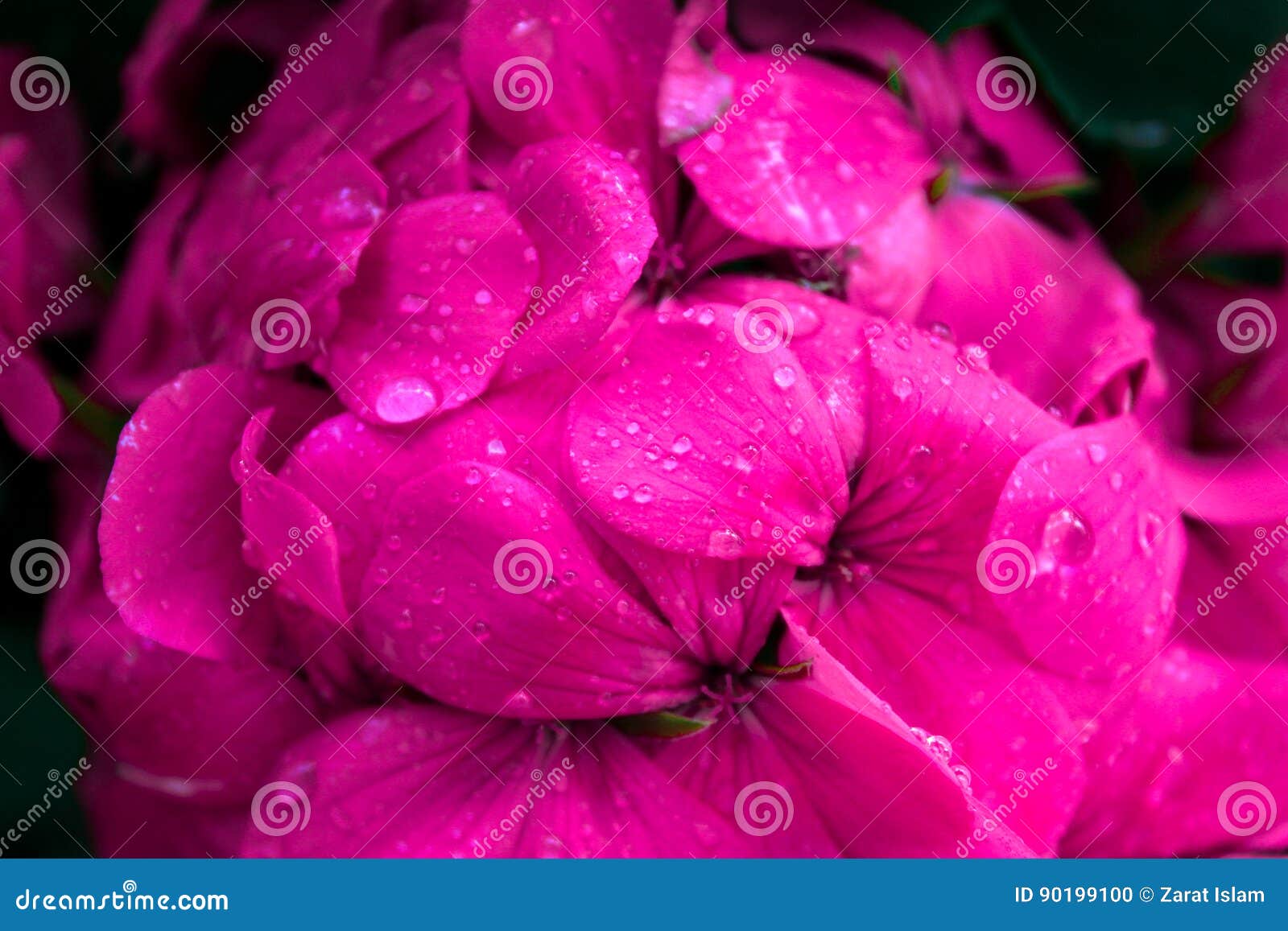 Pink Flower with Rain Drops Stock Photo - Image of flower, blooming ...