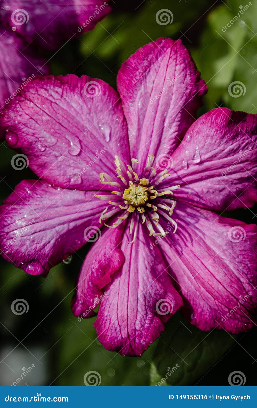 Pink Flower with Rain Drops Stock Photo - Image of petal, bloom: 149156316