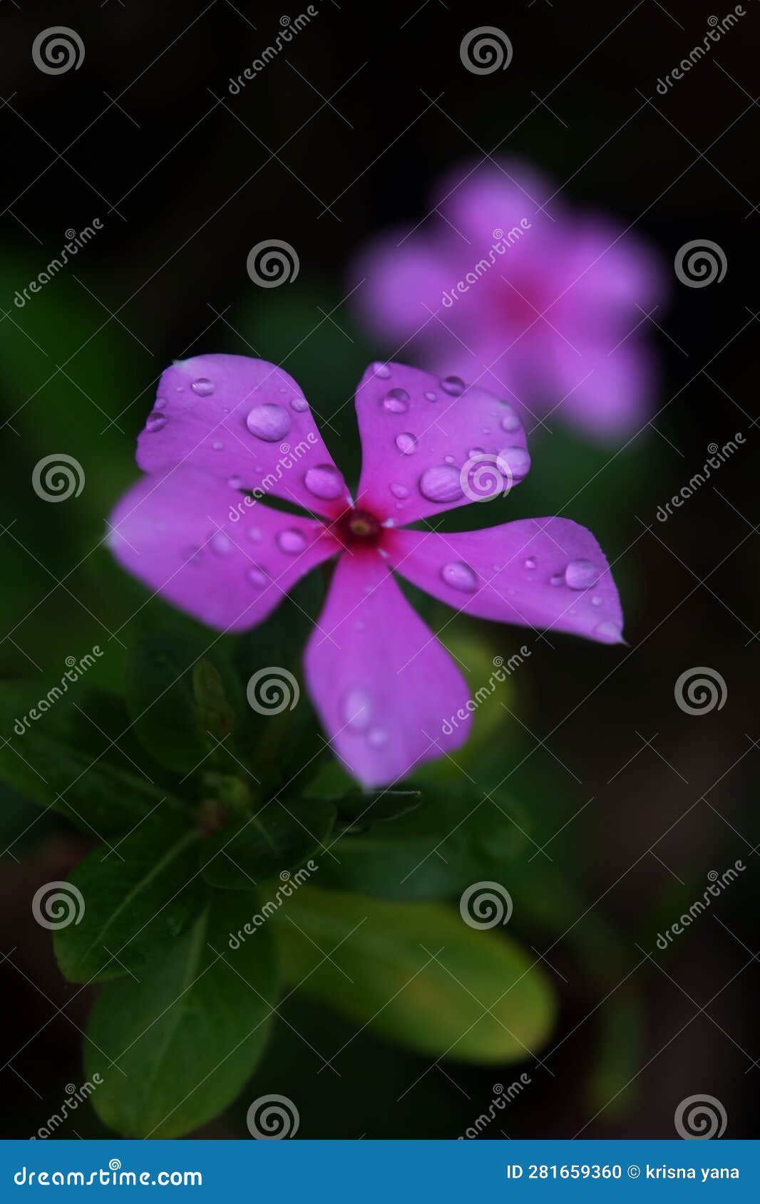 Pink Flower and Rain Drops on Its Petals Stock Photo - Image of rain ...