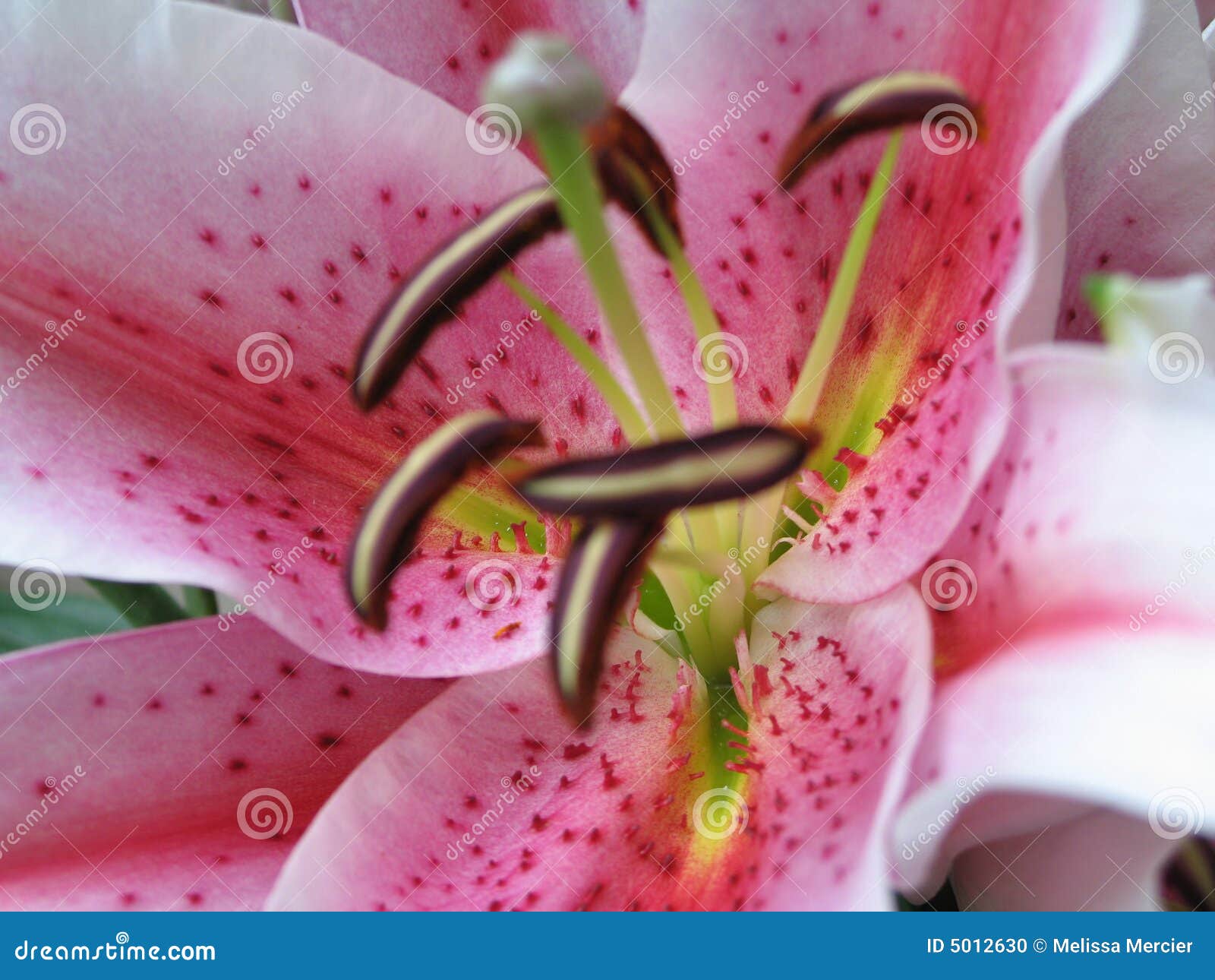 Pink Flower Reproductive System Stock Photo - Image of horizontal ...