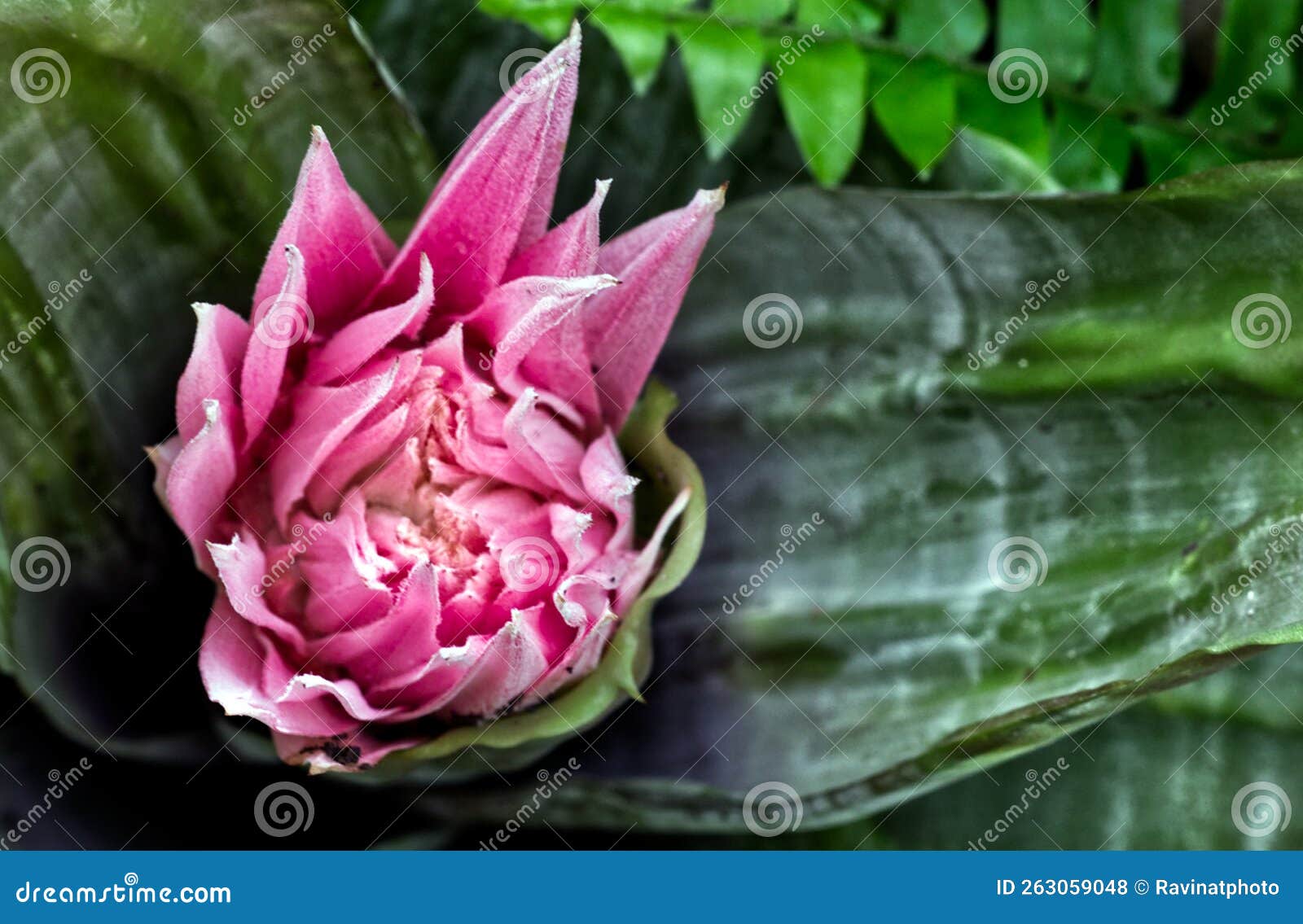 Pink Flower that Resembles a Shell, Toronto, on, Canada Stock Photo ...