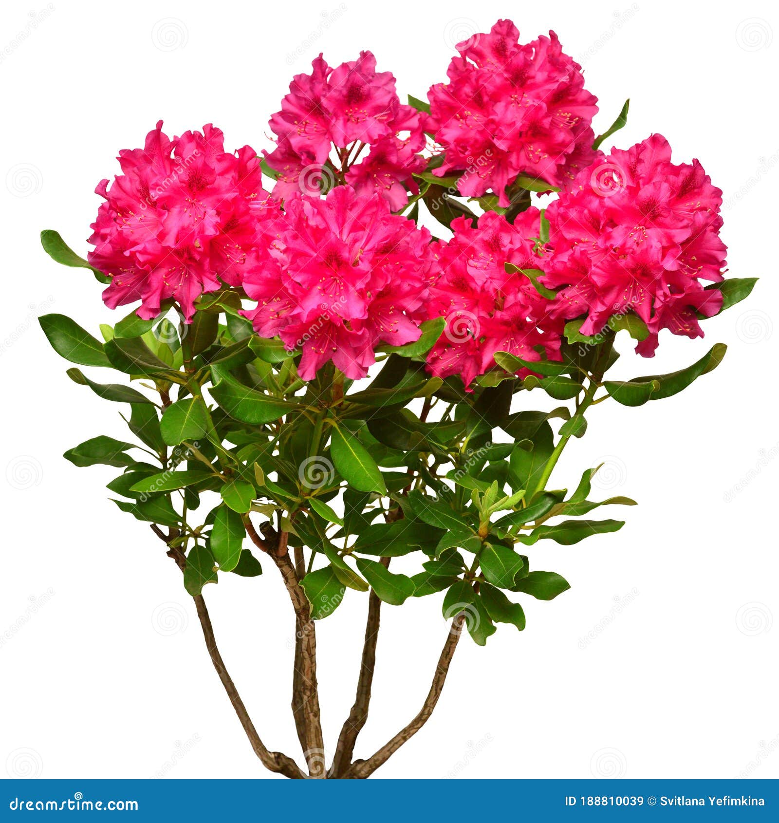 Pink Flower of Rhododendron Bush Isolated on White Background Stock ...