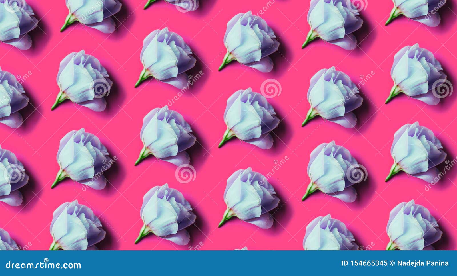 Pink Flower Rose Blossom Pattern on Pink Trendy Background Stock Image ...