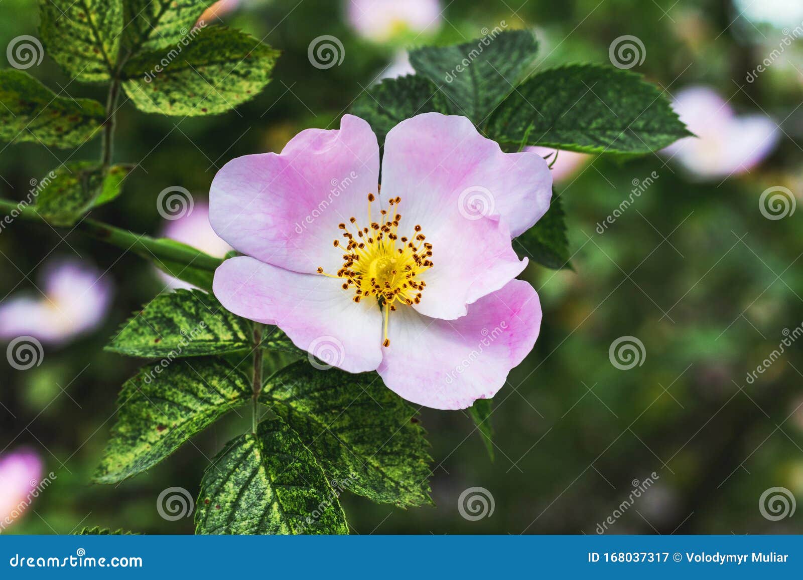 Pink Flower Rose Hips on the Bush among the Leaves_ Stock Image - Image ...