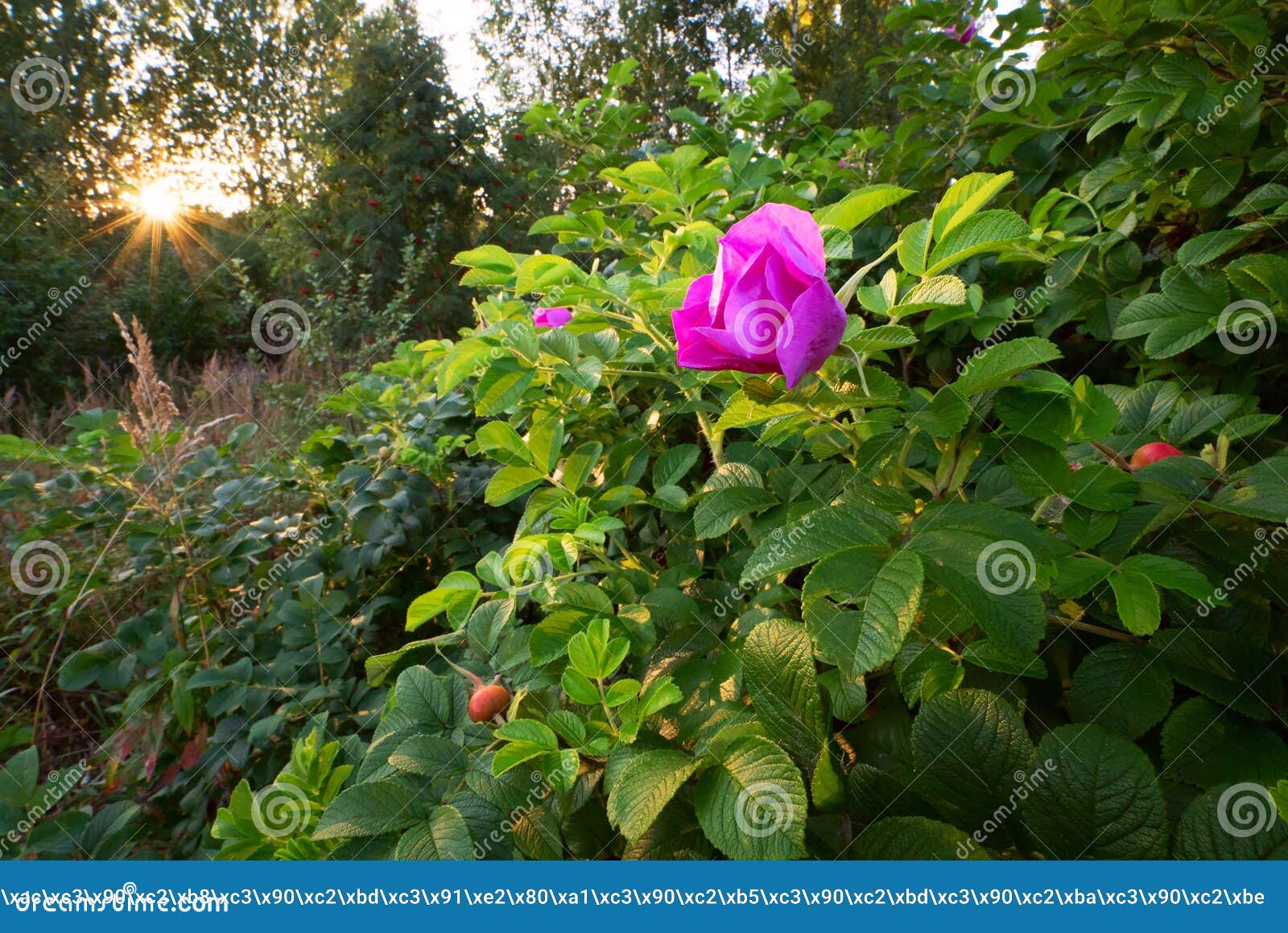 Pink Flower of Rose in the Sun. Stock Image - Image of dress, market ...
