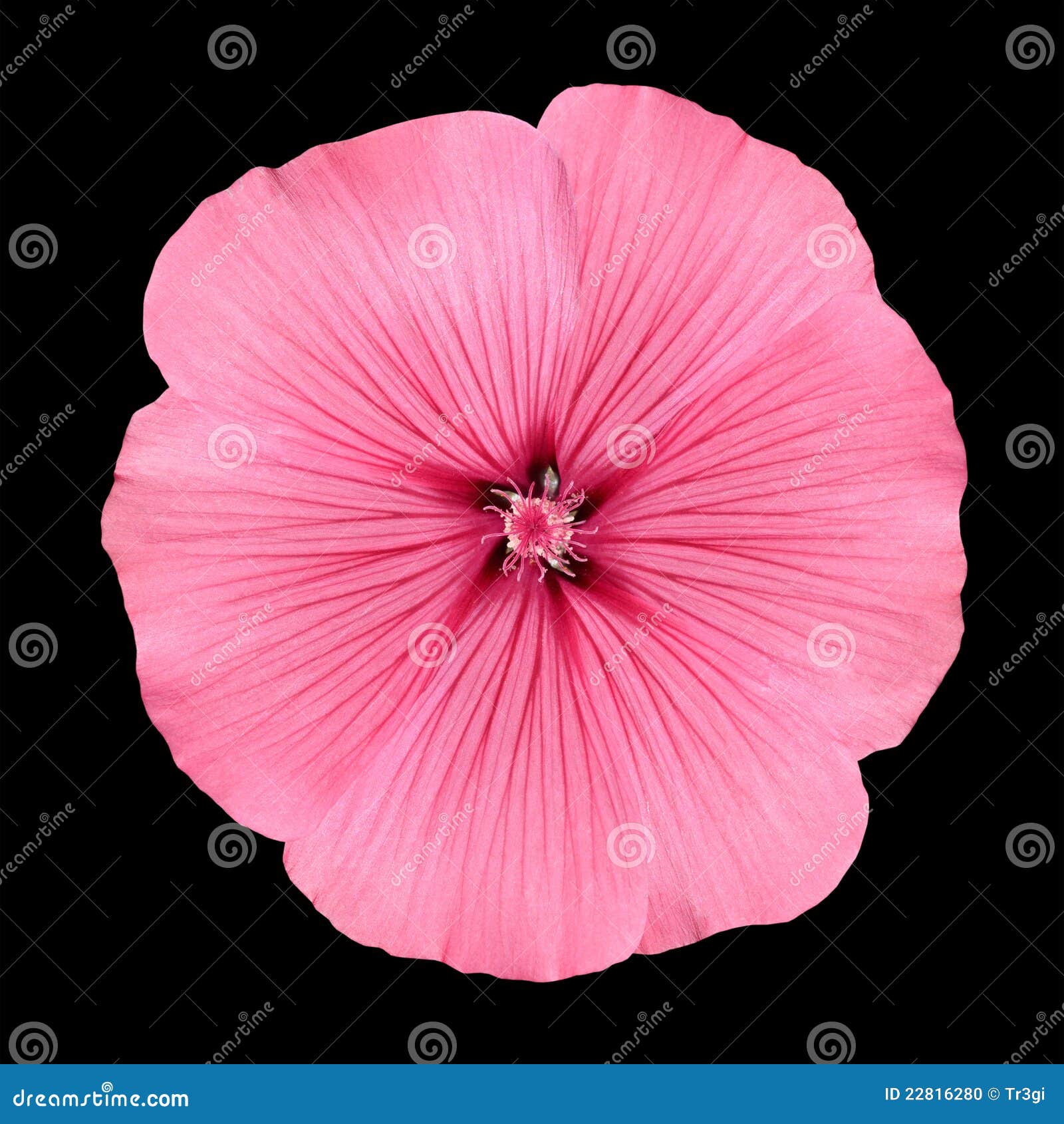 Pink Flower with Round Petals Like Petunia Stock Photo - Image of ...
