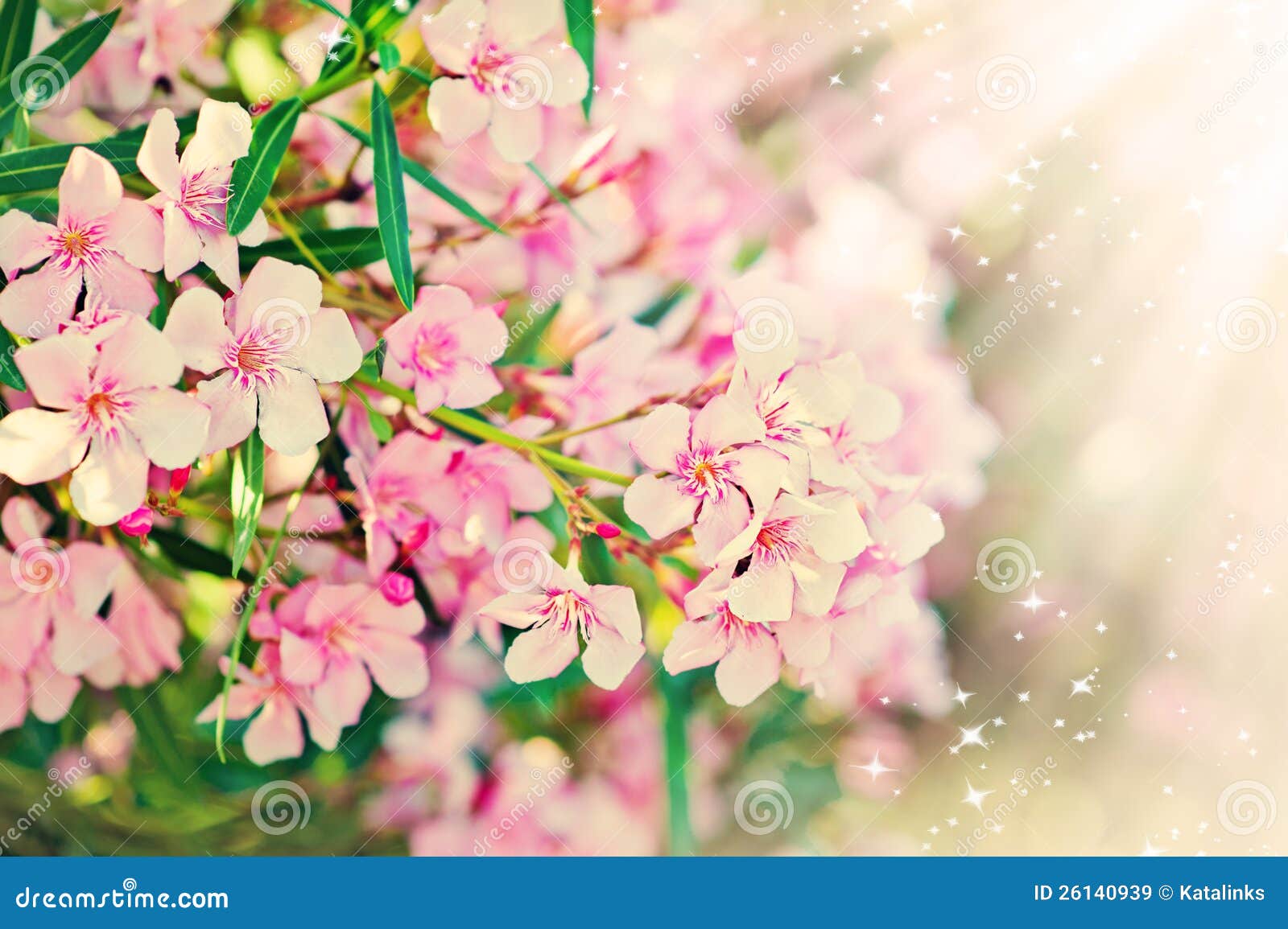 Pink Flower S Branch - Oleander Nerium Stock Image - Image of ...