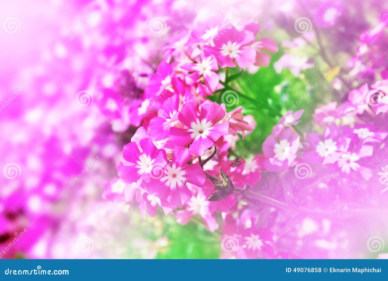 Pink flower scene stock photo. Image of blossom, wallpaper - 49076858