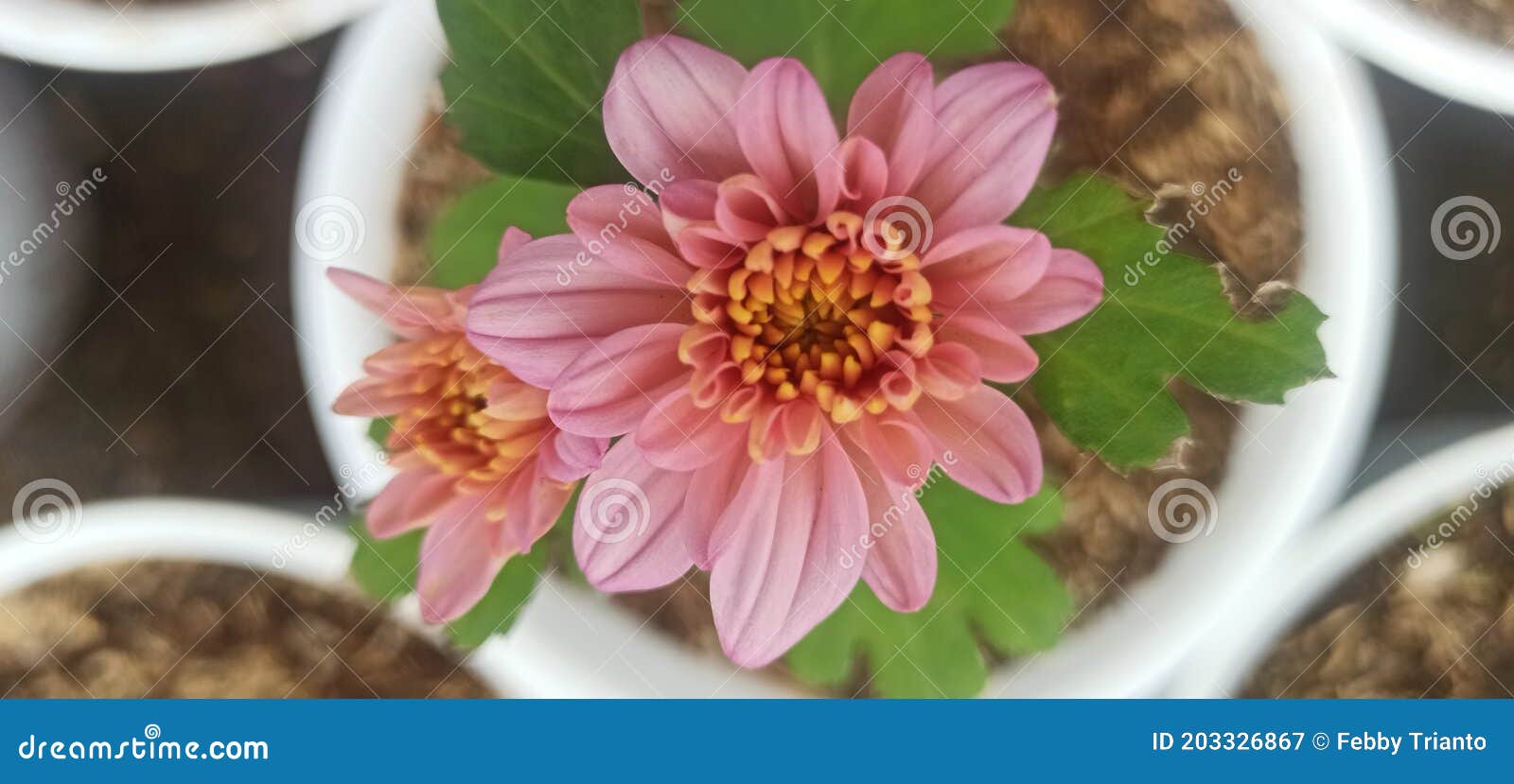 Pink Flower Seen from Above Stock Image - Image of bouquet, blossom ...