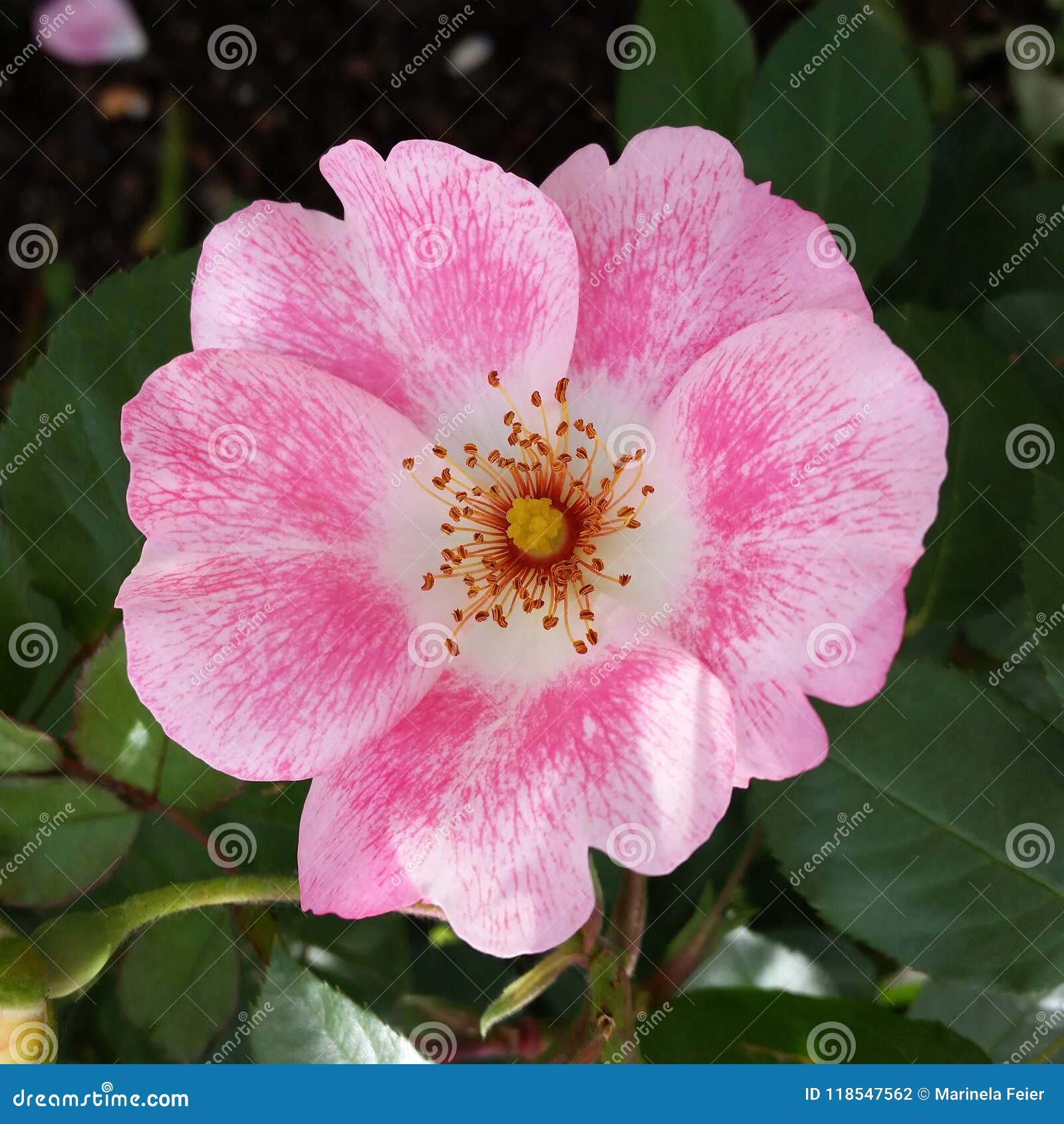 Pink flower in the shade stock photo. Image of pink - 118547562