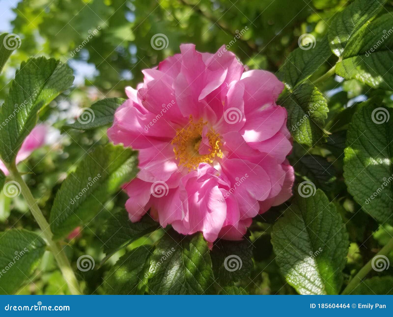 Pink Flower in the Shadow stock photo. Image of tree - 185604464