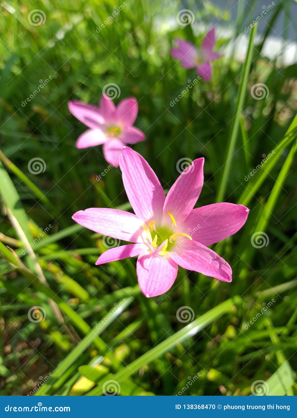Pink flower in shine stock photo. Image of shiny, wild - 138368470
