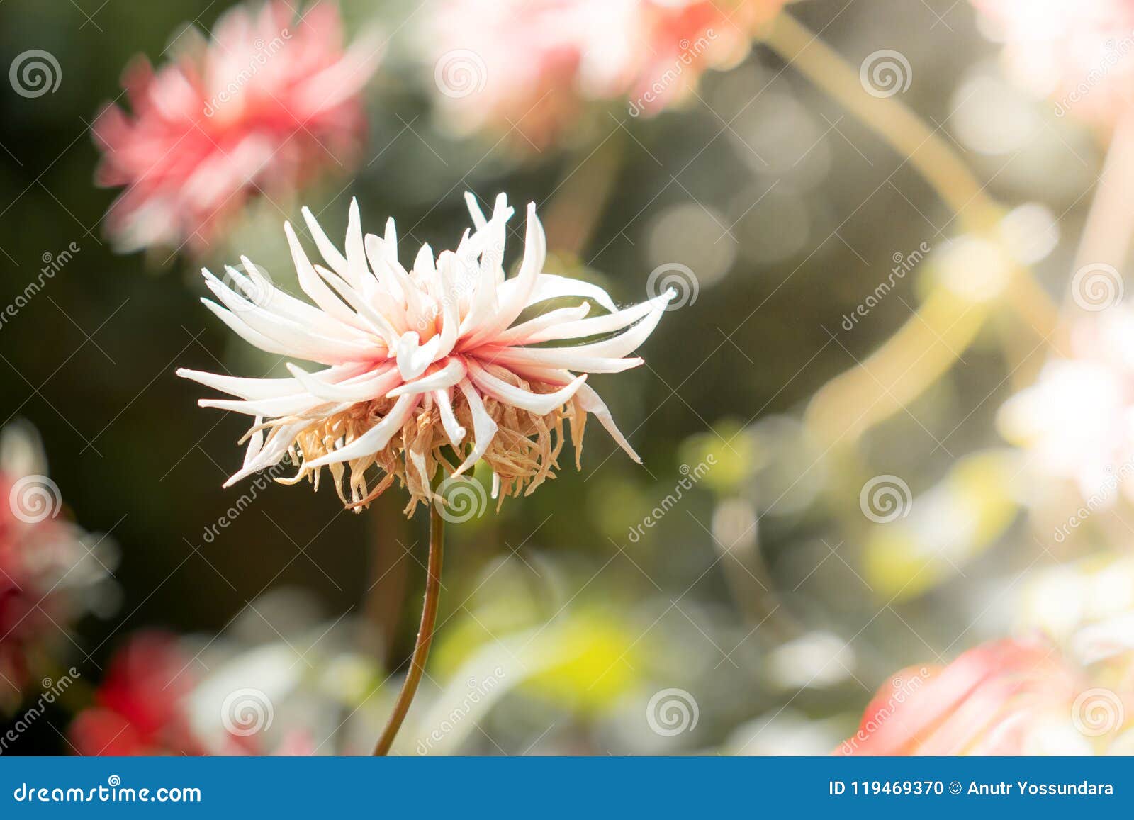 Pink Flower Side View in Green Garden Stock Photo - Image of flower ...