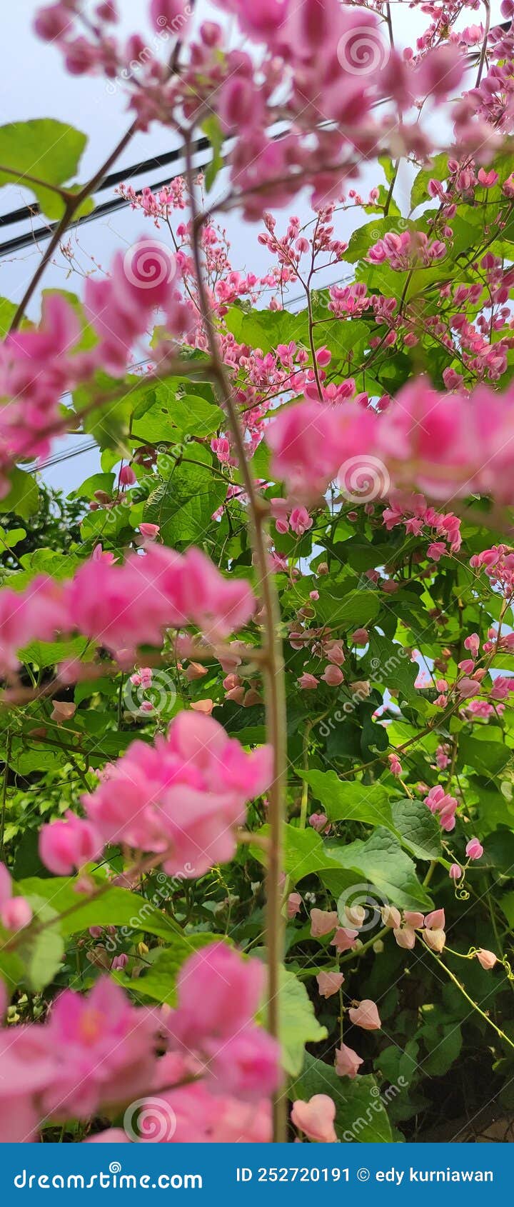 Pink Flower in Sidewalk on the Street Stock Image - Image of flower ...