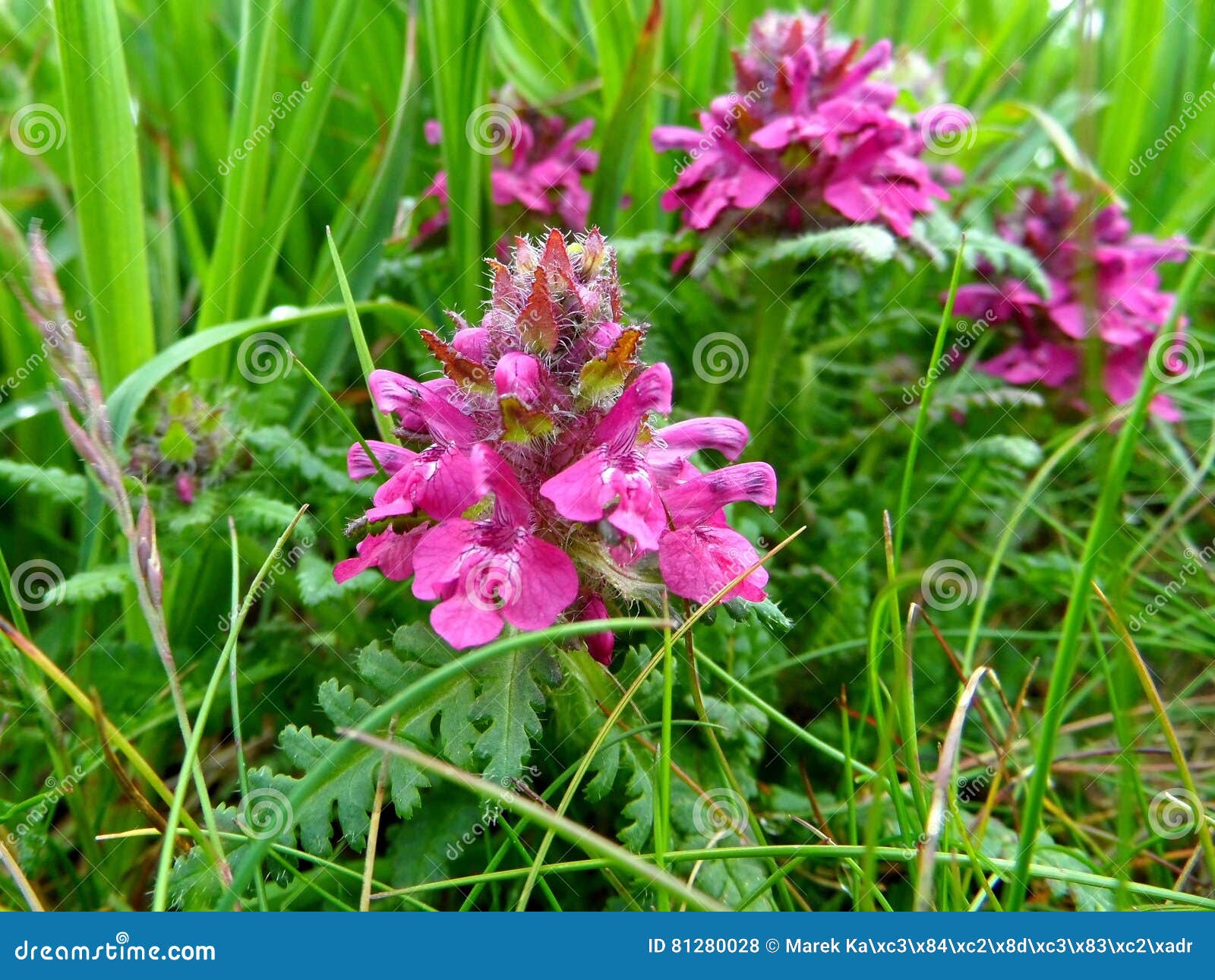 Pink flower stock photo. Image of pink, detail, national - 81280028