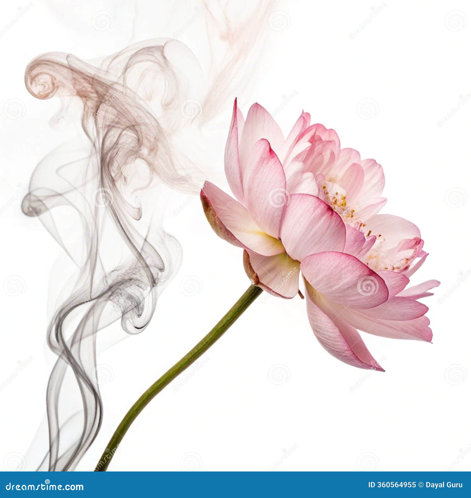 Pink Flower with Smoke Isolated on White Background Stock Illustration ...