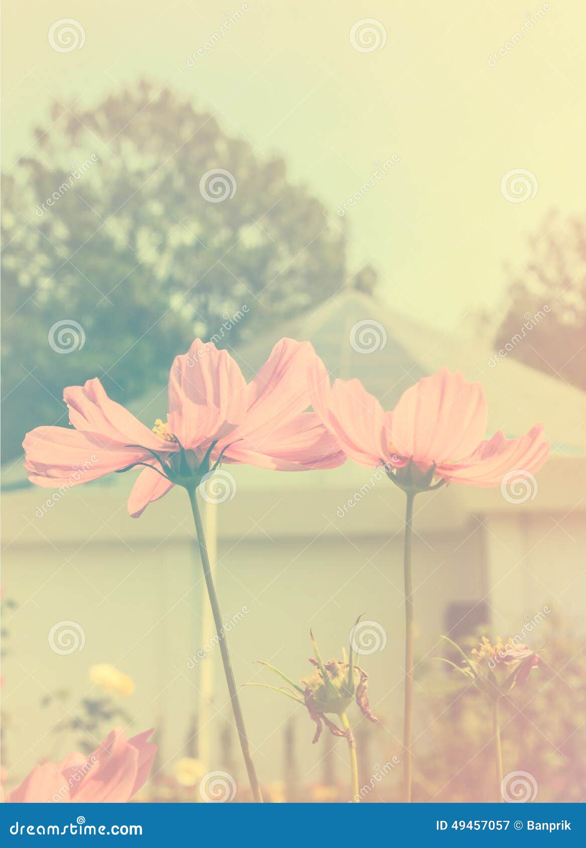 Pink Flower Soft Background Stock Image - Image of pink, flower: 49457057