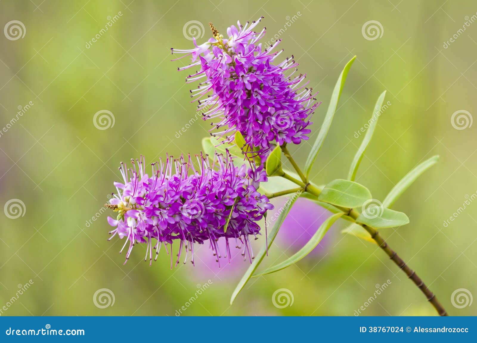 Pink flower spike stock photo. Image of petal, stamen - 38767024