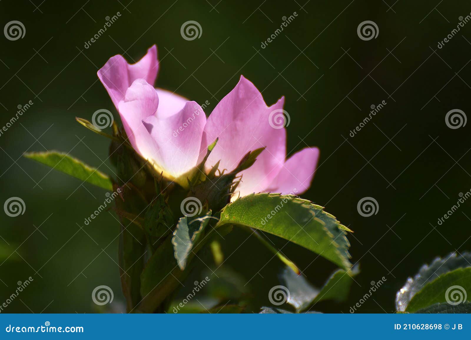 Pink flower in spring stock photo. Image of spring, shrub - 210628698