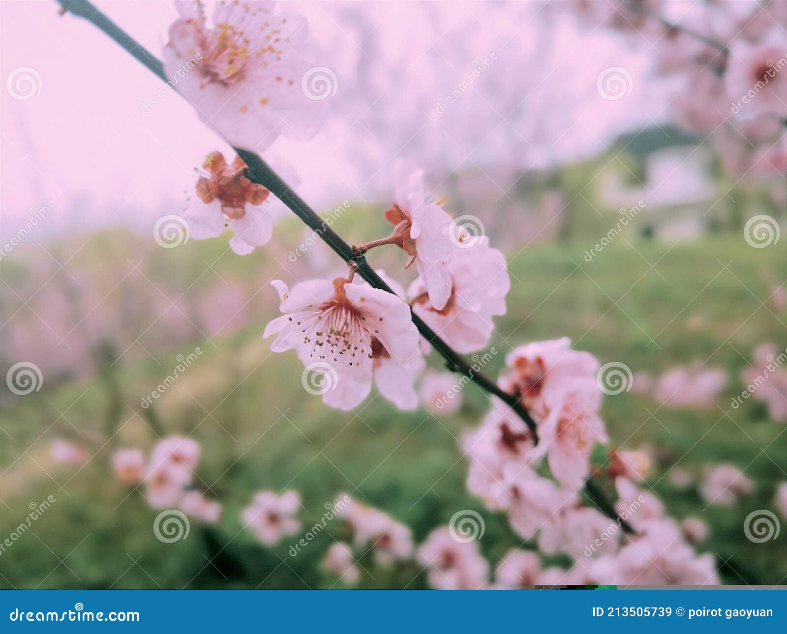 Pink flower in spring stock image. Image of plant, branch - 213505739