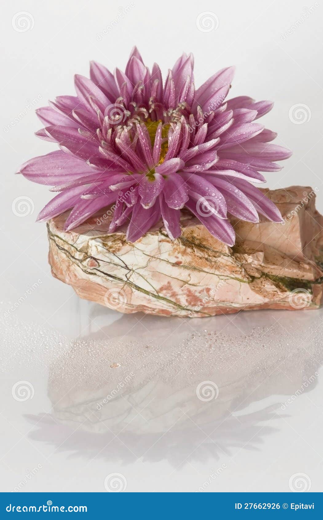 Pink flower on the stone stock photo. Image of jasper - 27662926