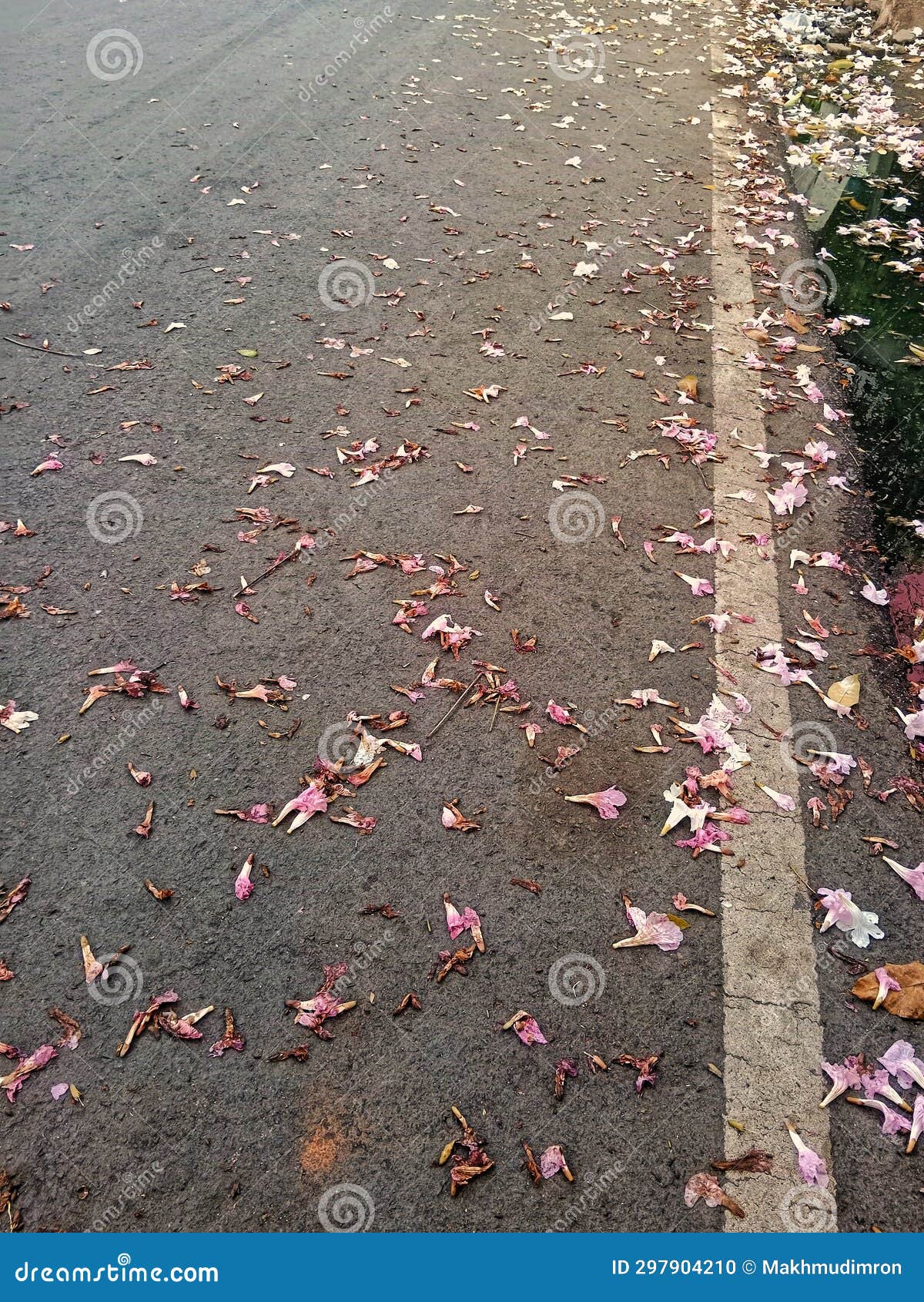 Pink Flower Street View on First Rainy Day Stock Photo - Image of ...