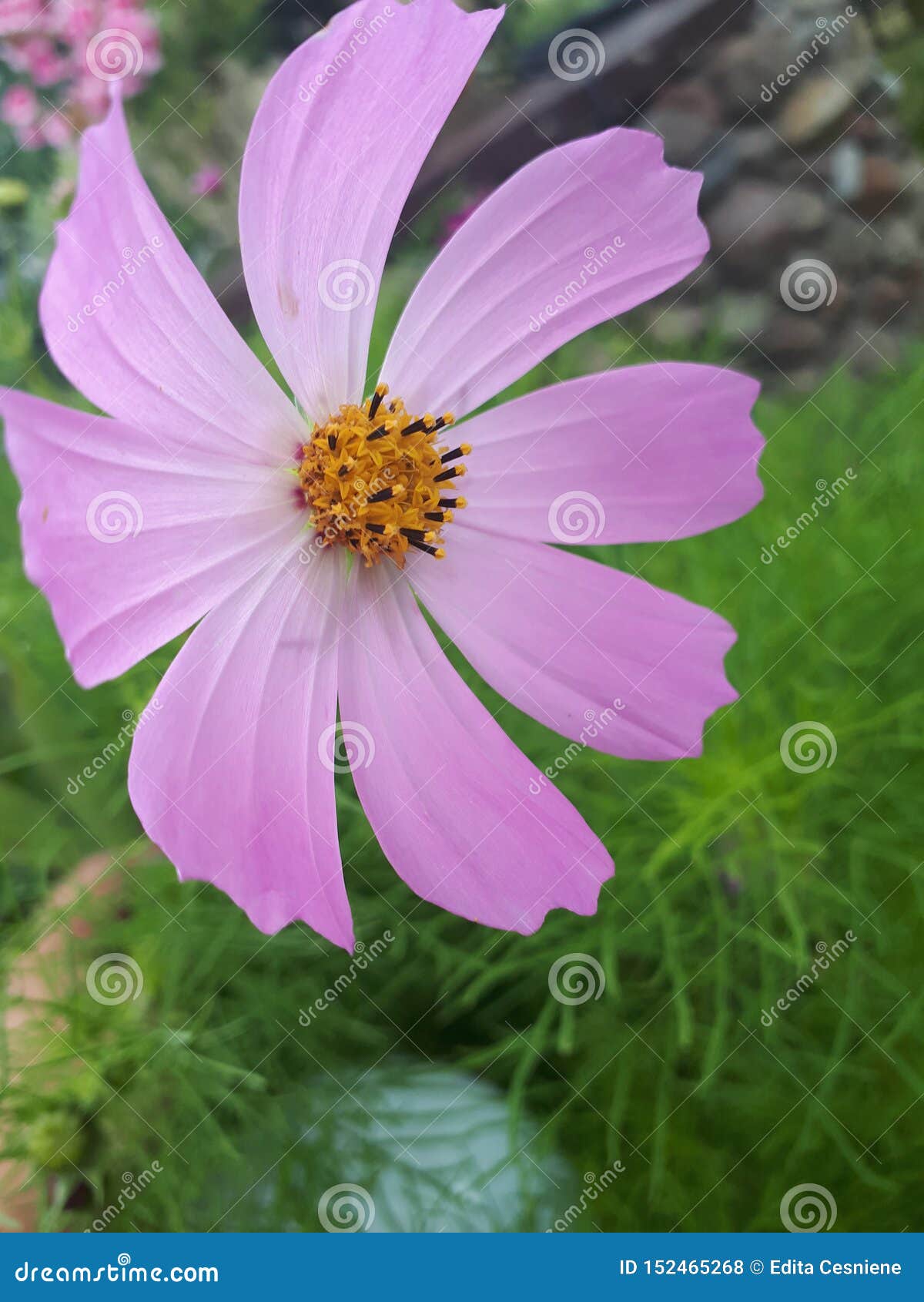 Pink flower stock photo. Image of alone, flower, summer - 152465268