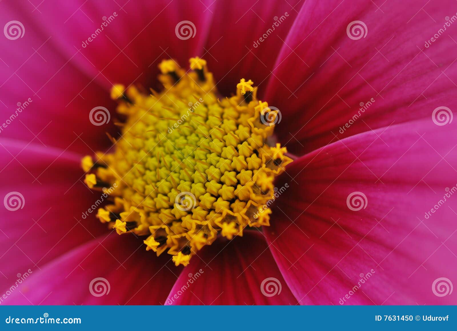 Pink flower texture stock photo. Image of line, sunflower - 7631450