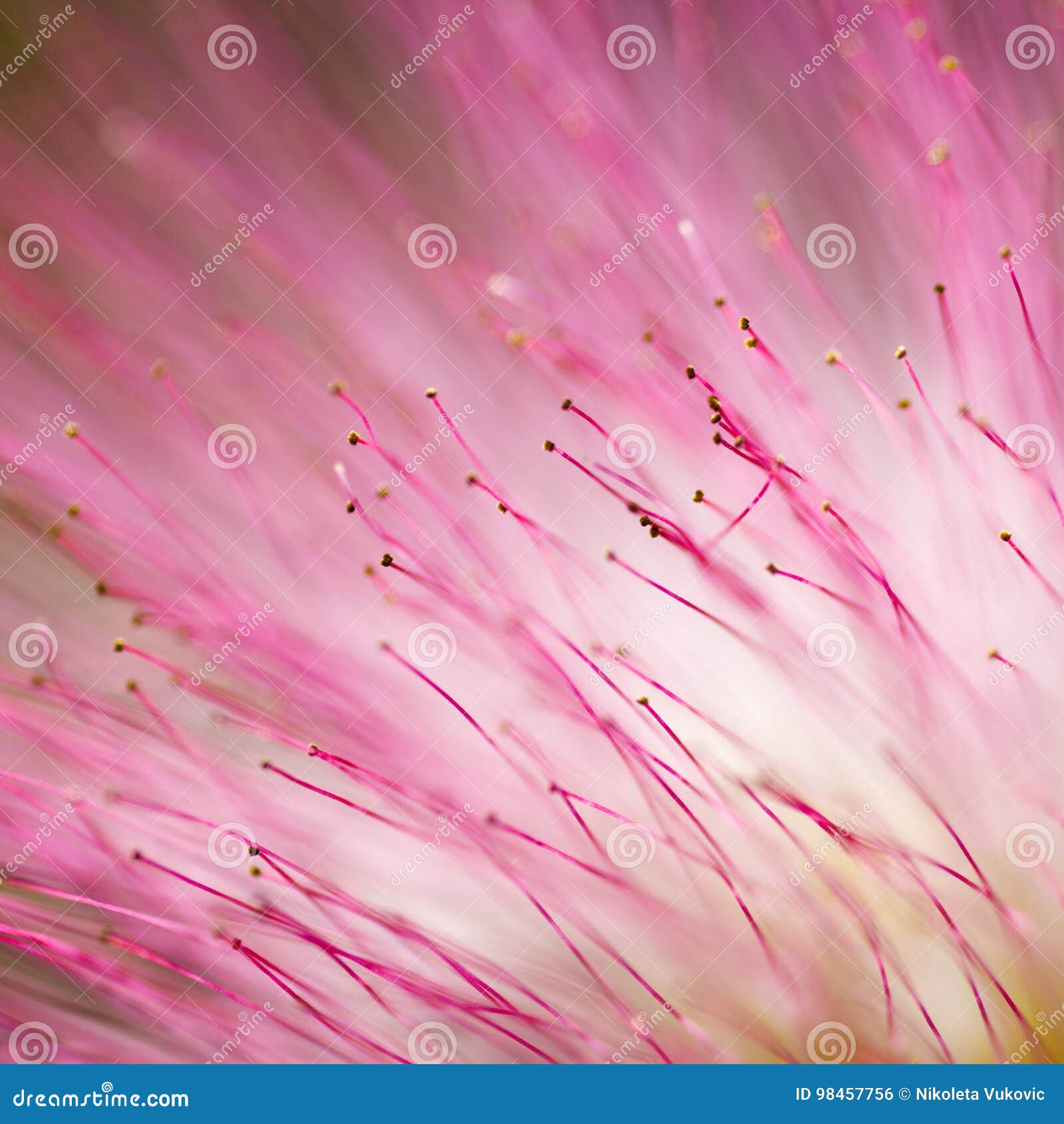 Pink flower texture stock photo. Image of abstract, pink - 98457756
