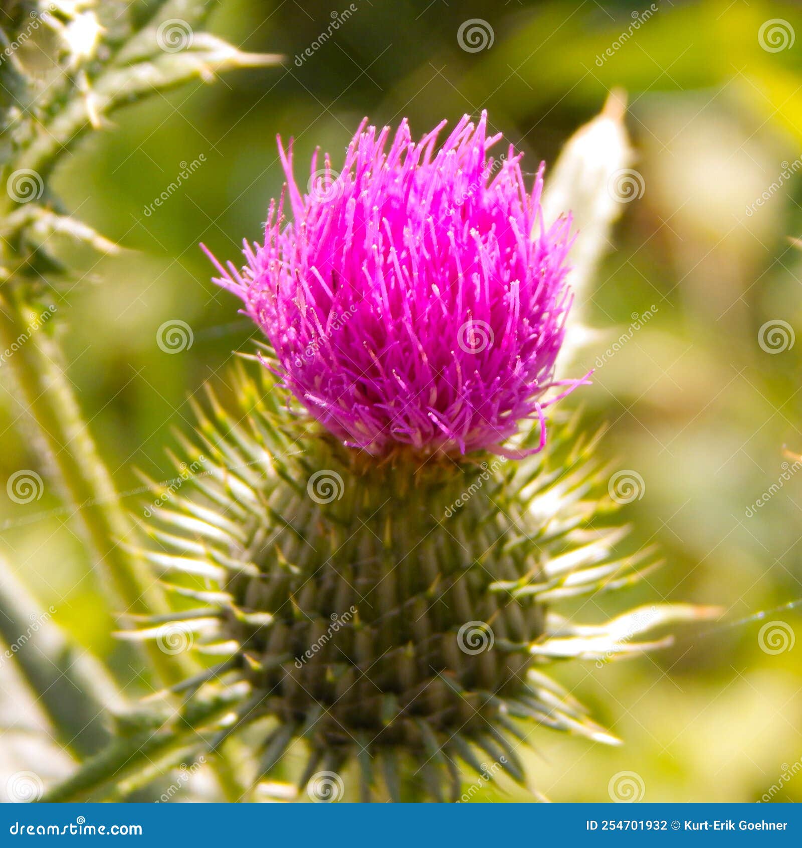 Pink Flower of a Thistle in Summer Stock Photo - Image of thistle ...
