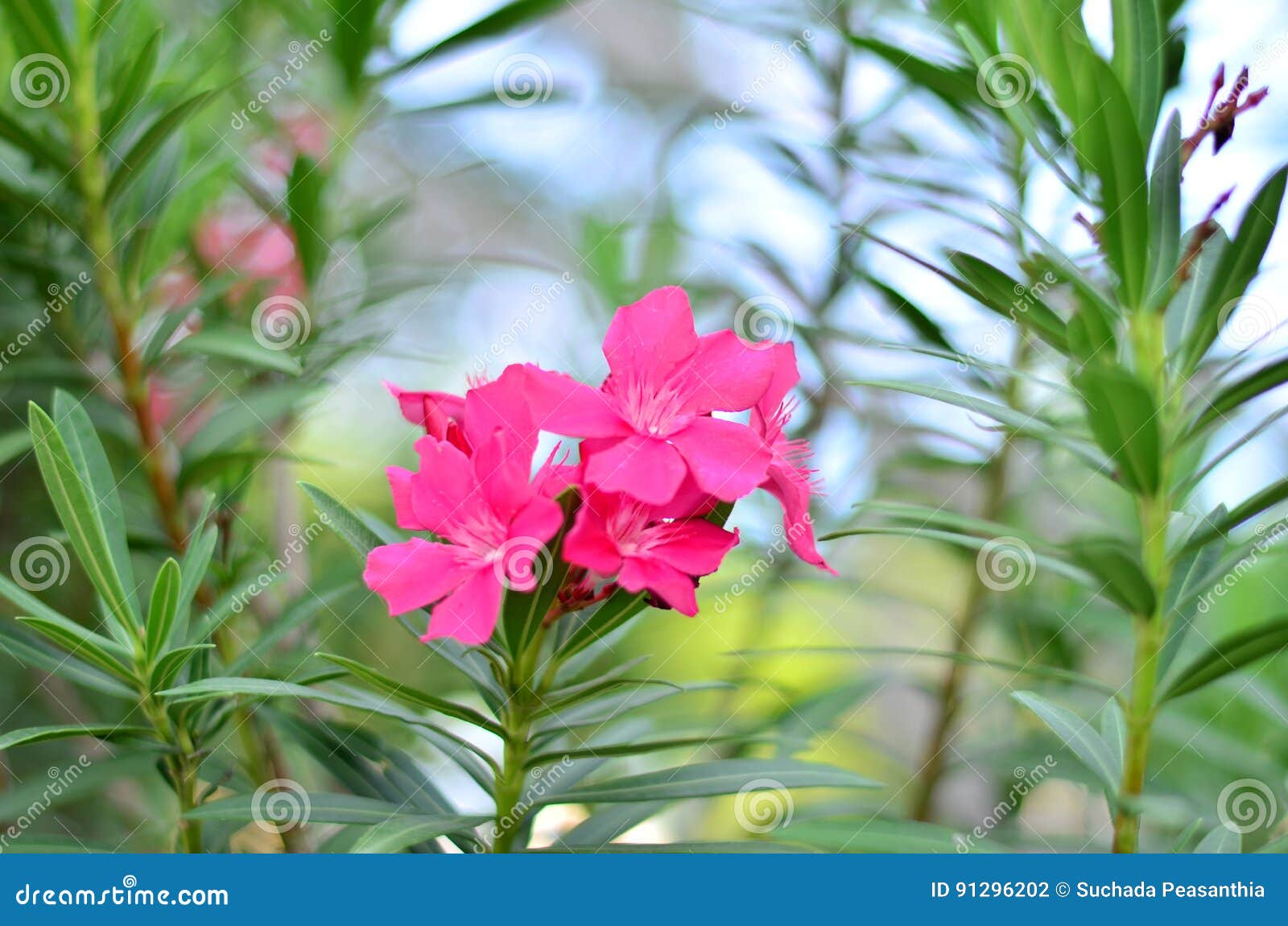 Pink flower on the three stock photo. Image of beautiful - 91296202