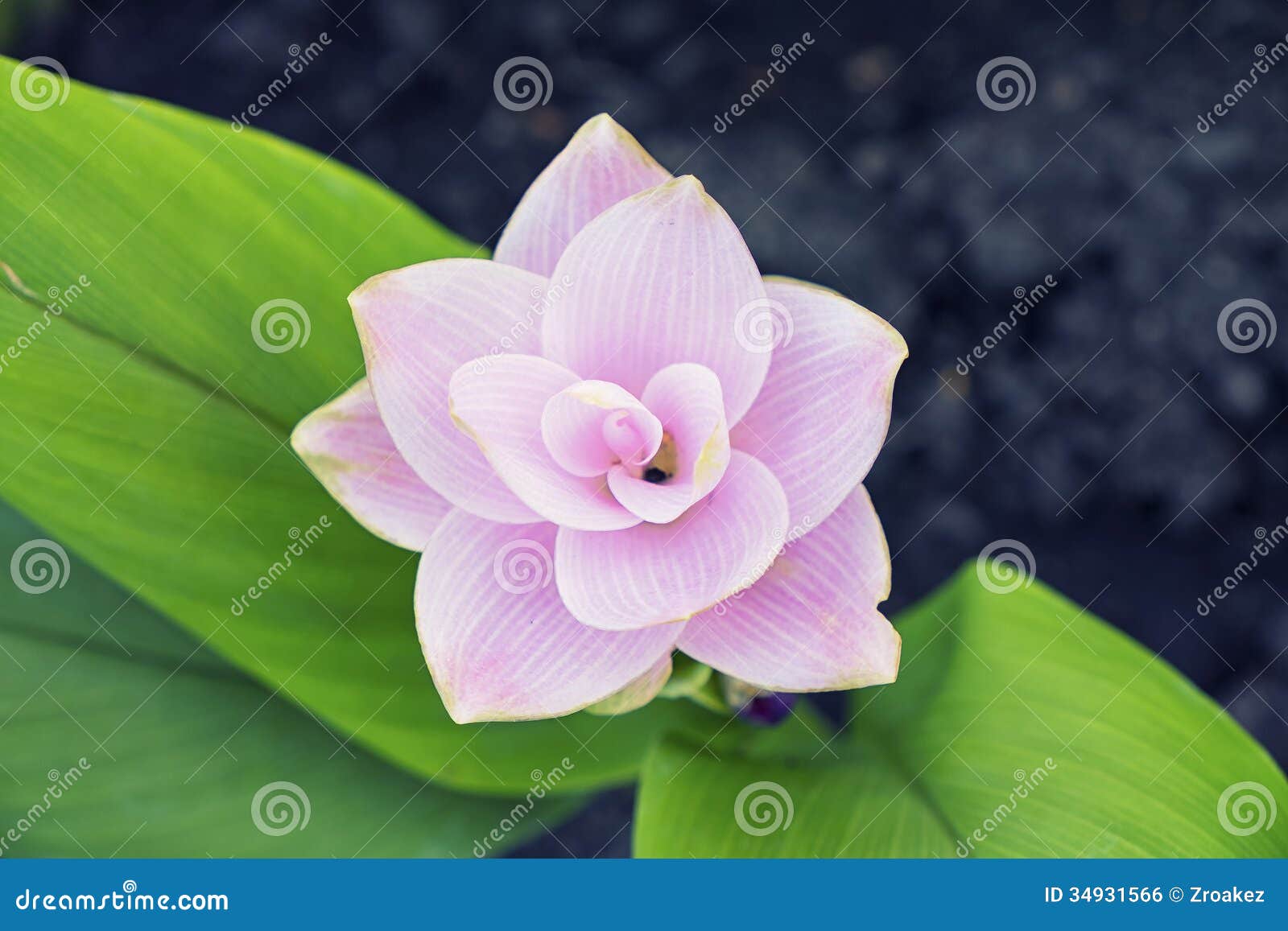 Pink flower stock photo. Image of head, flora, daisy - 34931566